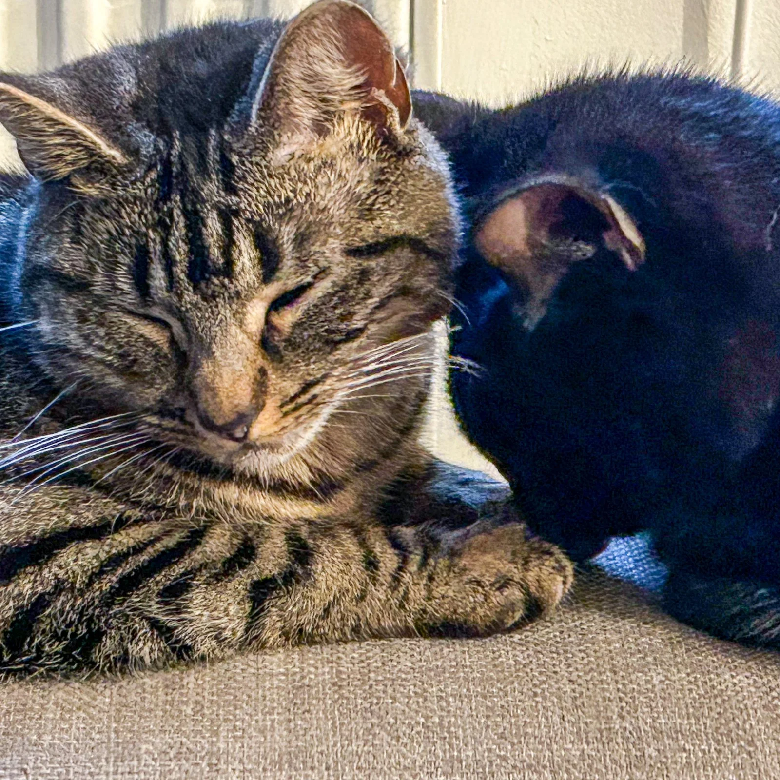 Adoption — Adopt a cat or foster a cat in London - Feline Friends London