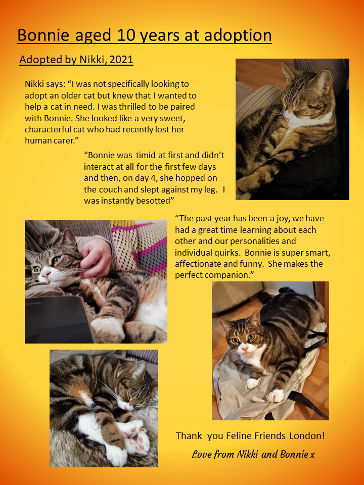 Latest News — Adopt a cat or foster a cat in London - Feline Friends London