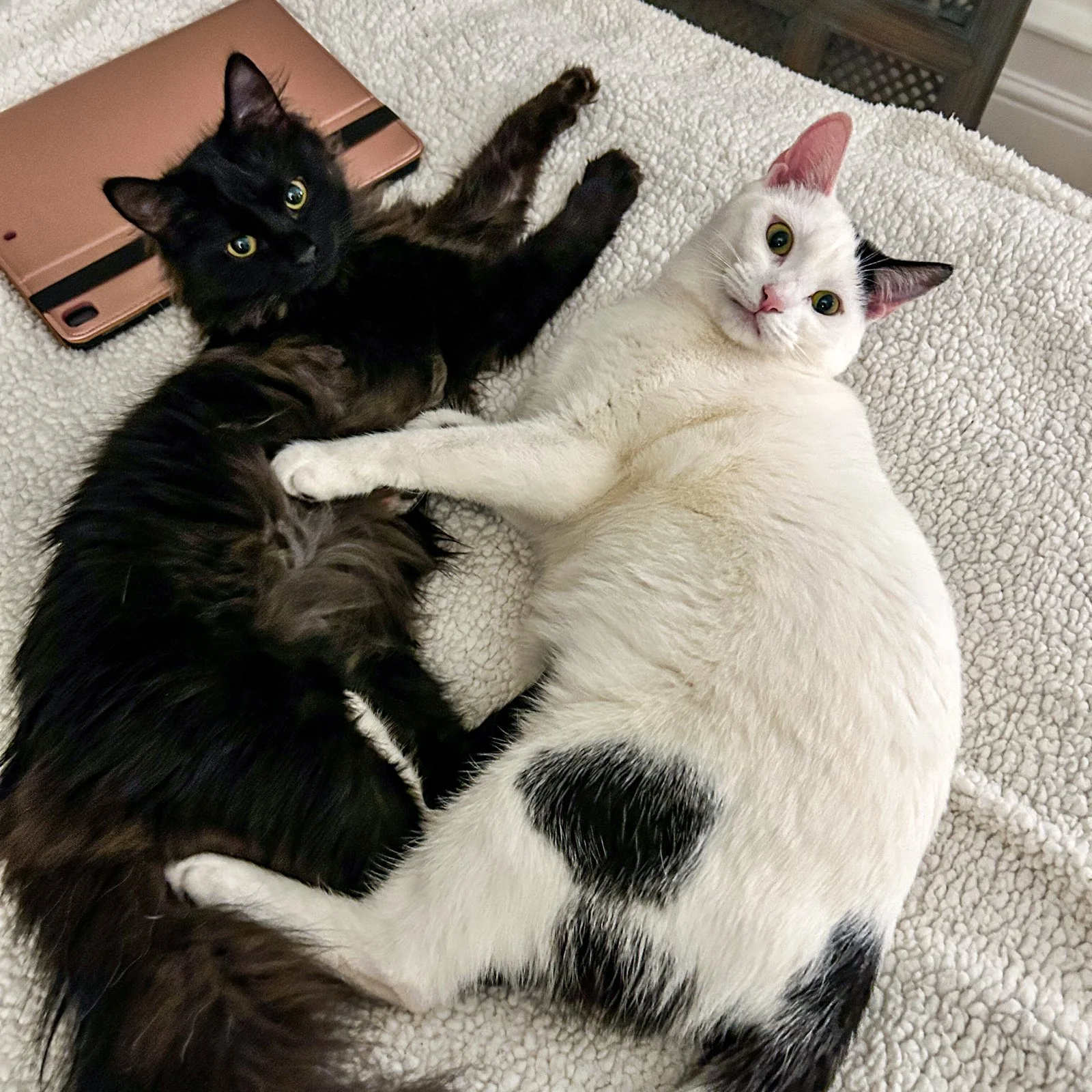 Adoption — Adopt a cat or foster a cat in London - Feline Friends London