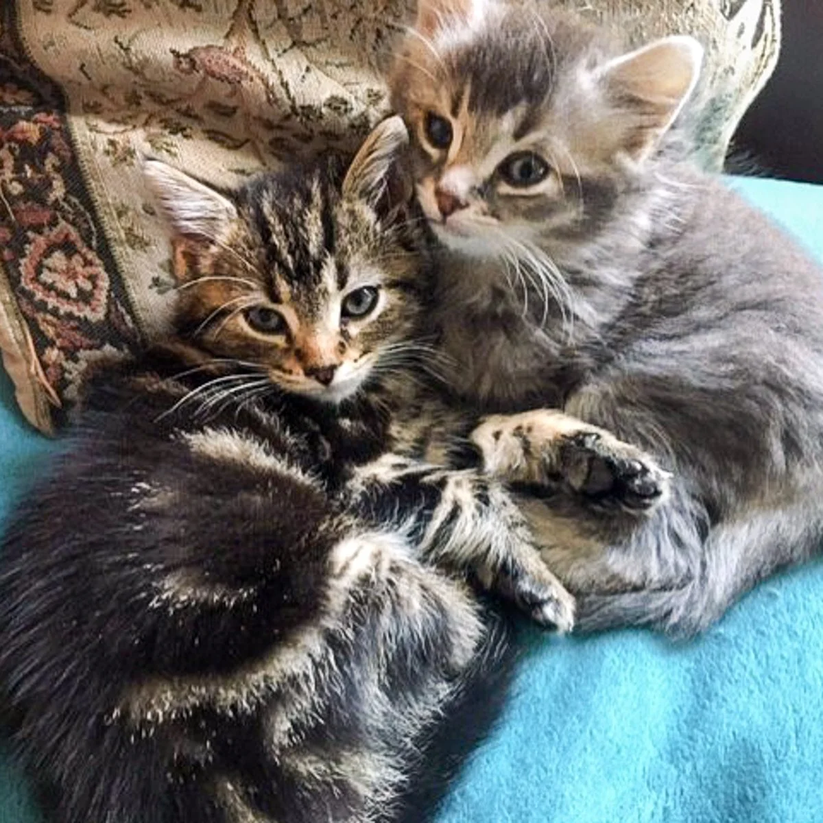 Adoption — Adopt a cat or foster a cat in London - Feline Friends London