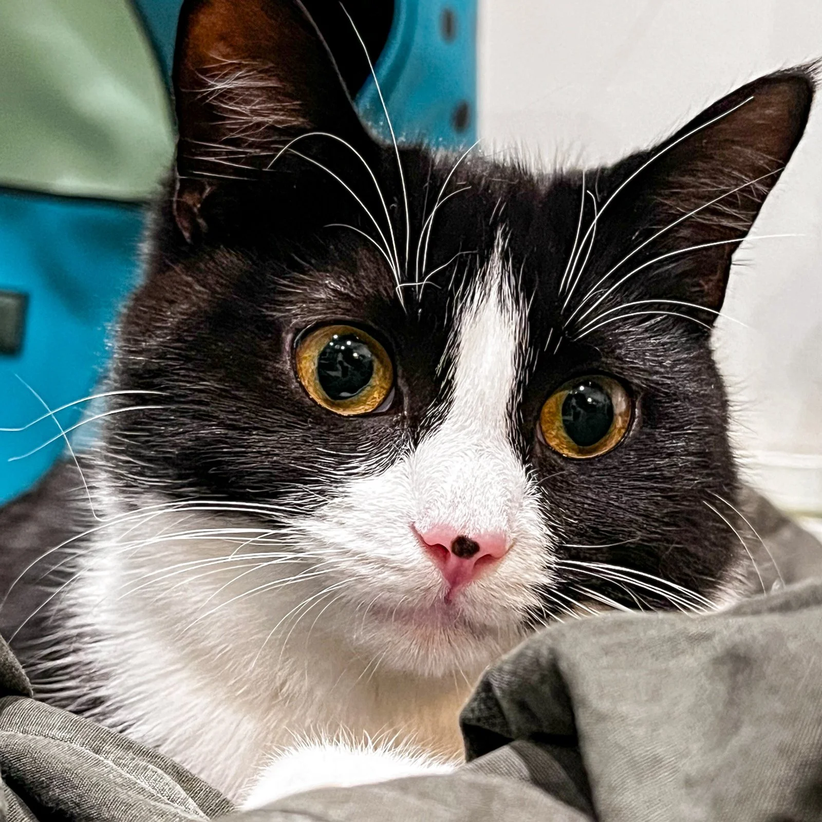 Adoption — Adopt a cat or foster a cat in London - Feline Friends London