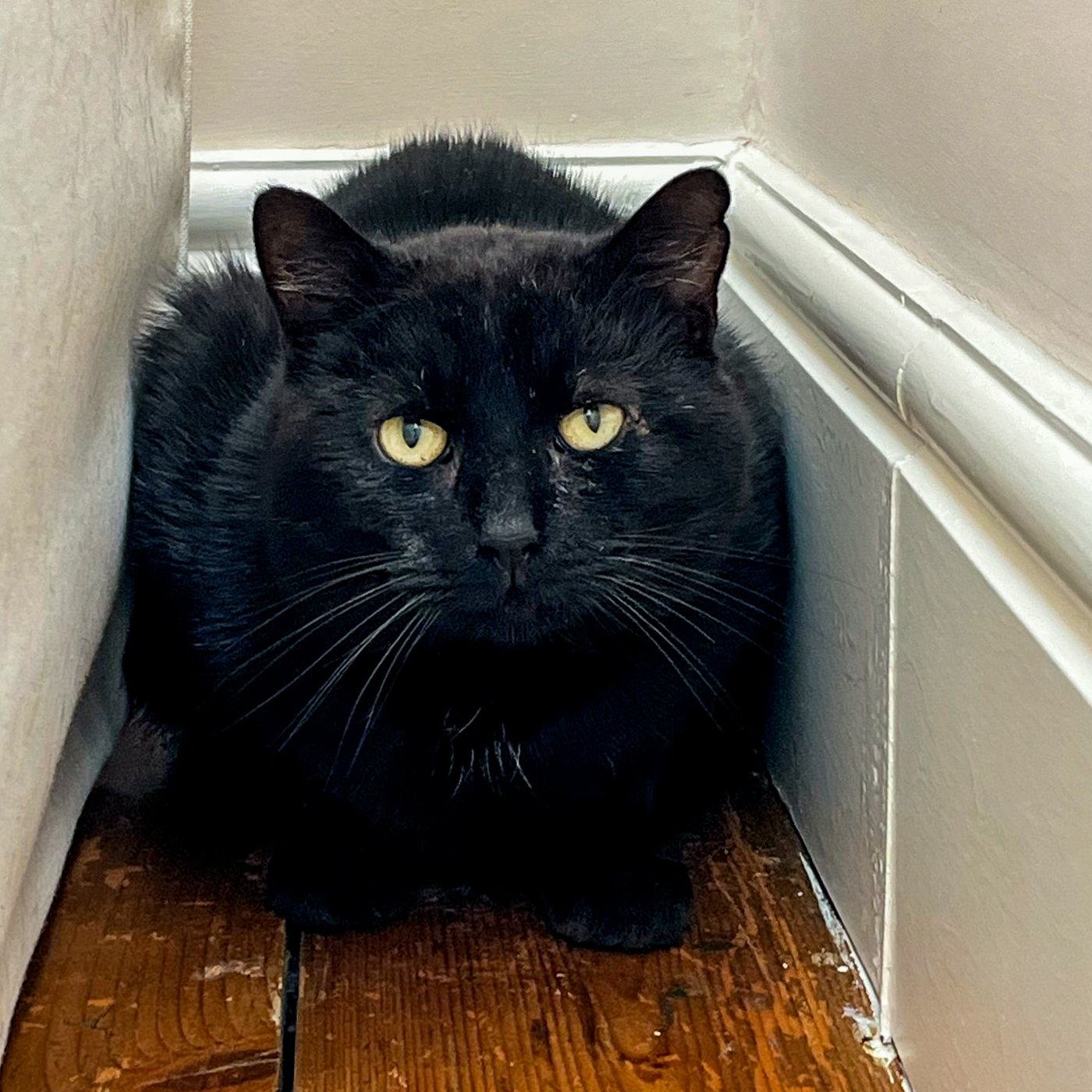 Adoption — Adopt a cat or foster a cat in London - Feline Friends London
