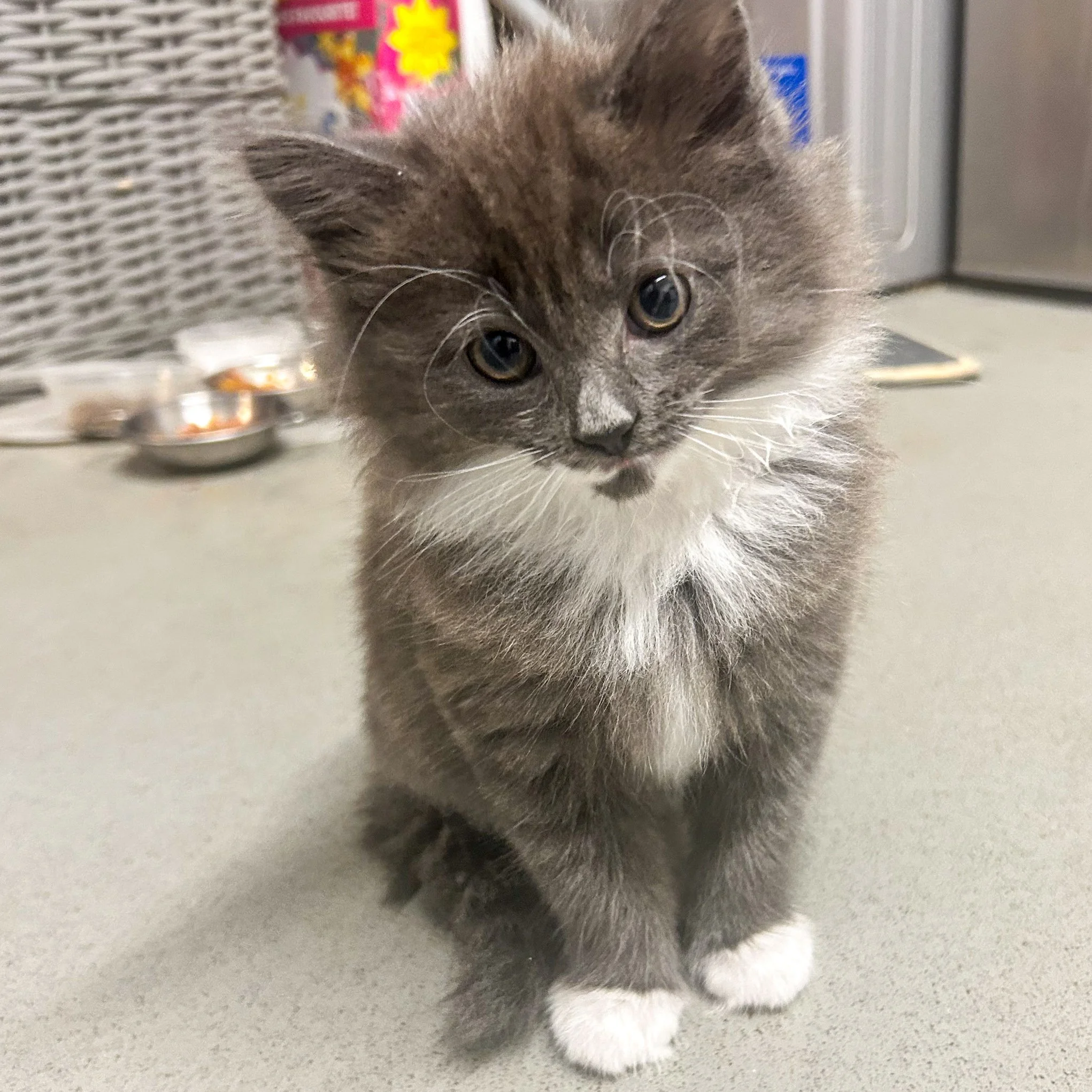 Adoption — Adopt a cat or foster a cat in London - Feline Friends London