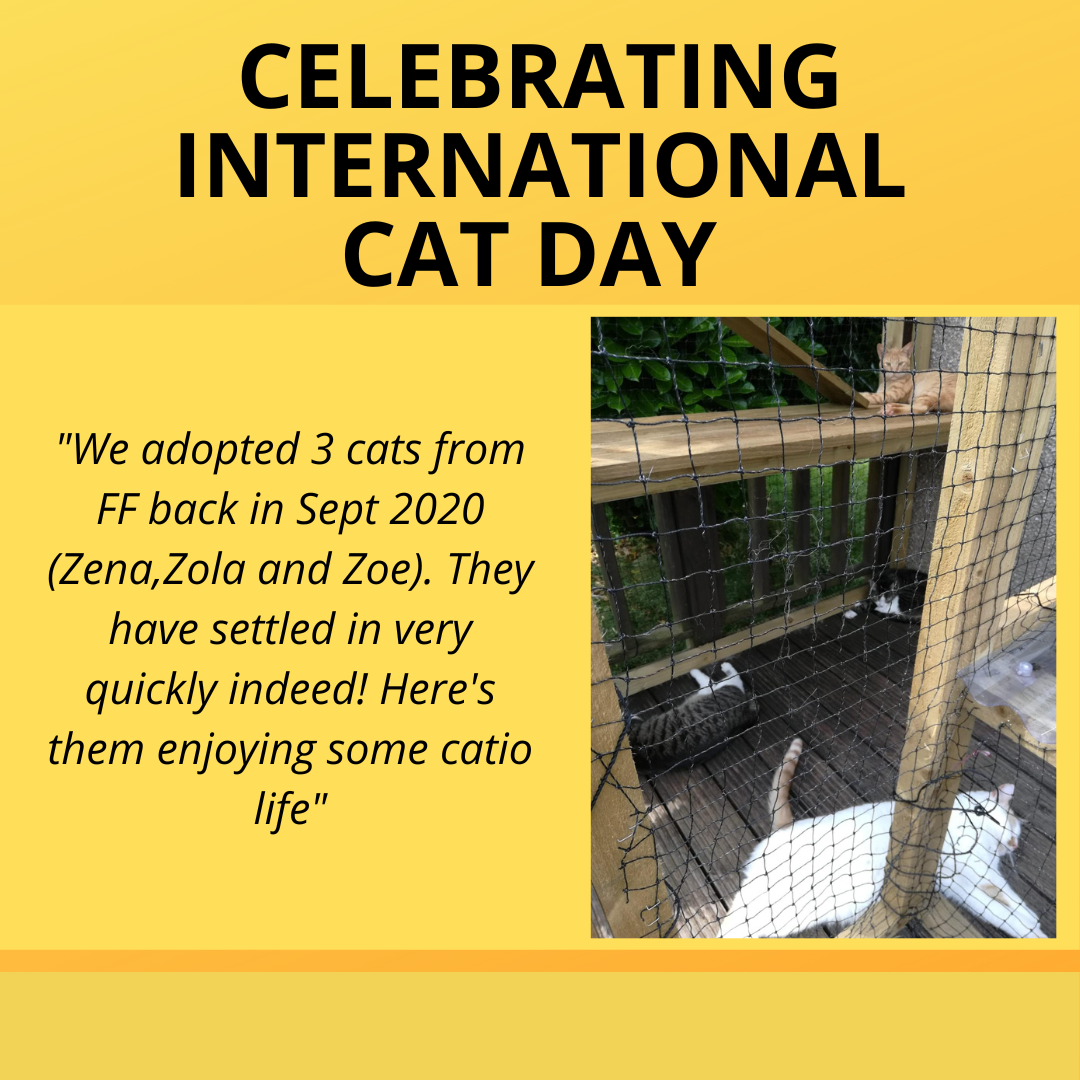 Latest News — Adopt a cat or foster a cat in London - Feline Friends London