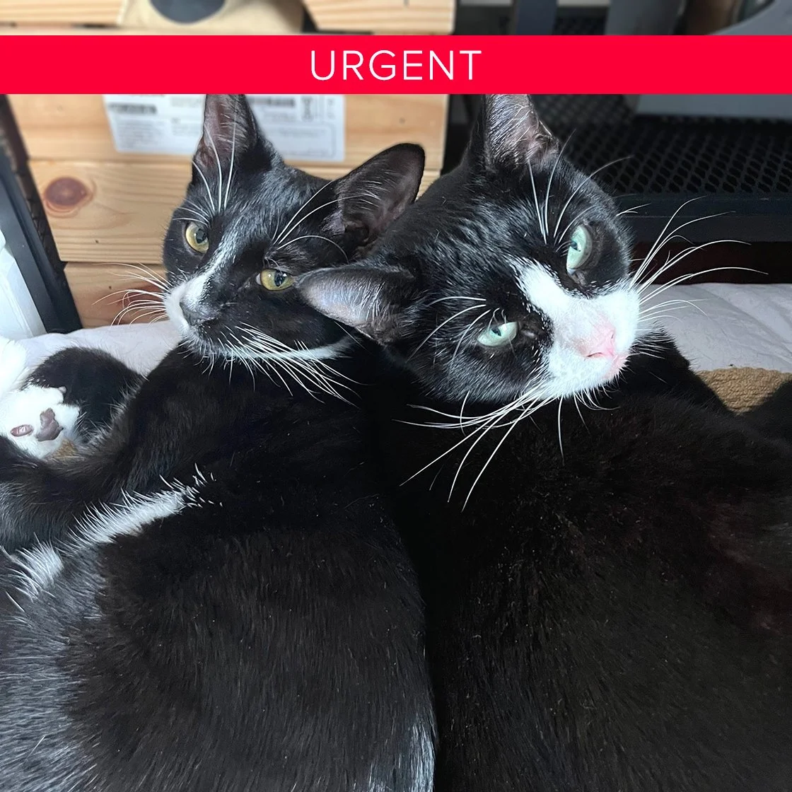 Adopt a cat or foster a cat in London - Feline Friends London