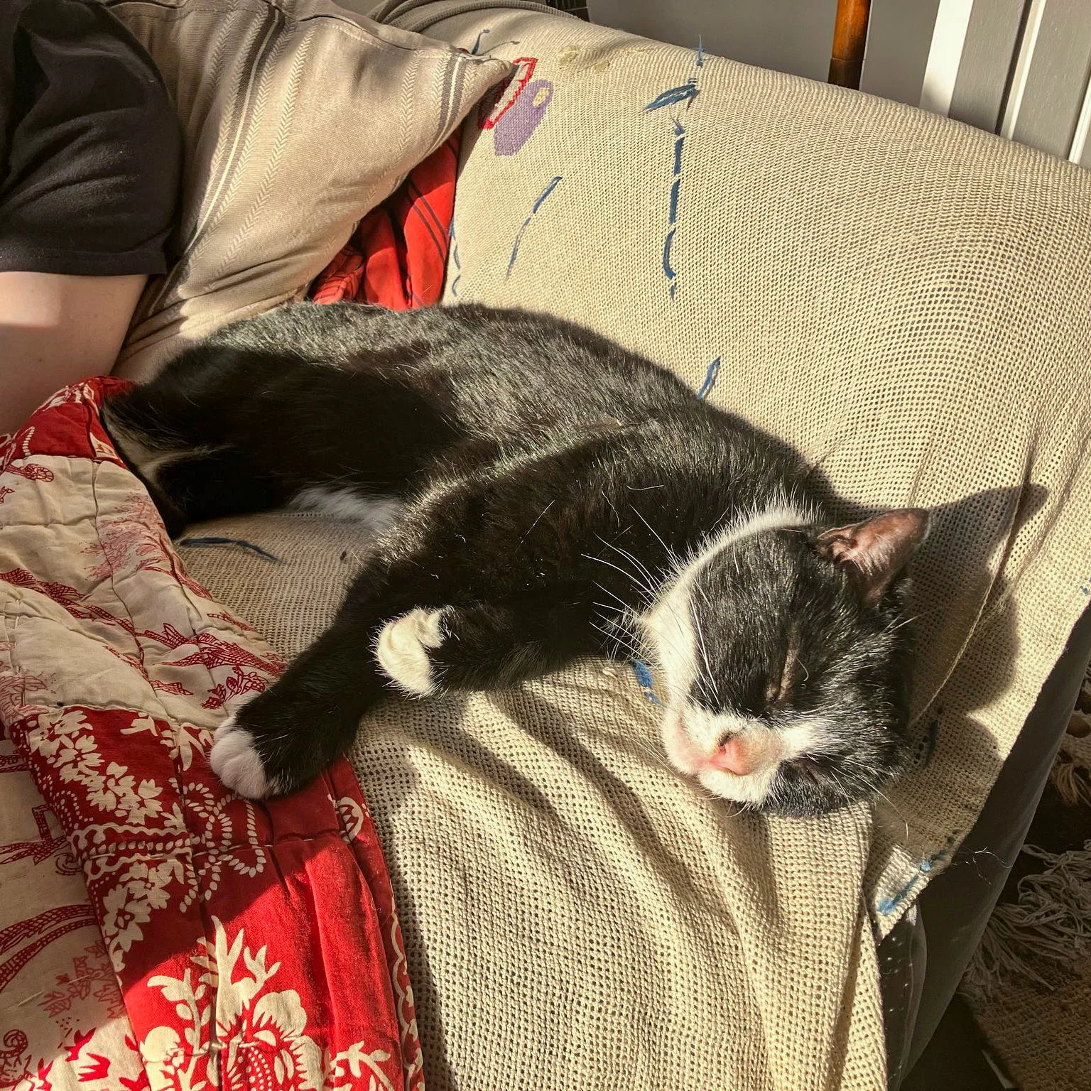Adoption — Adopt a cat or foster a cat in London - Feline Friends London