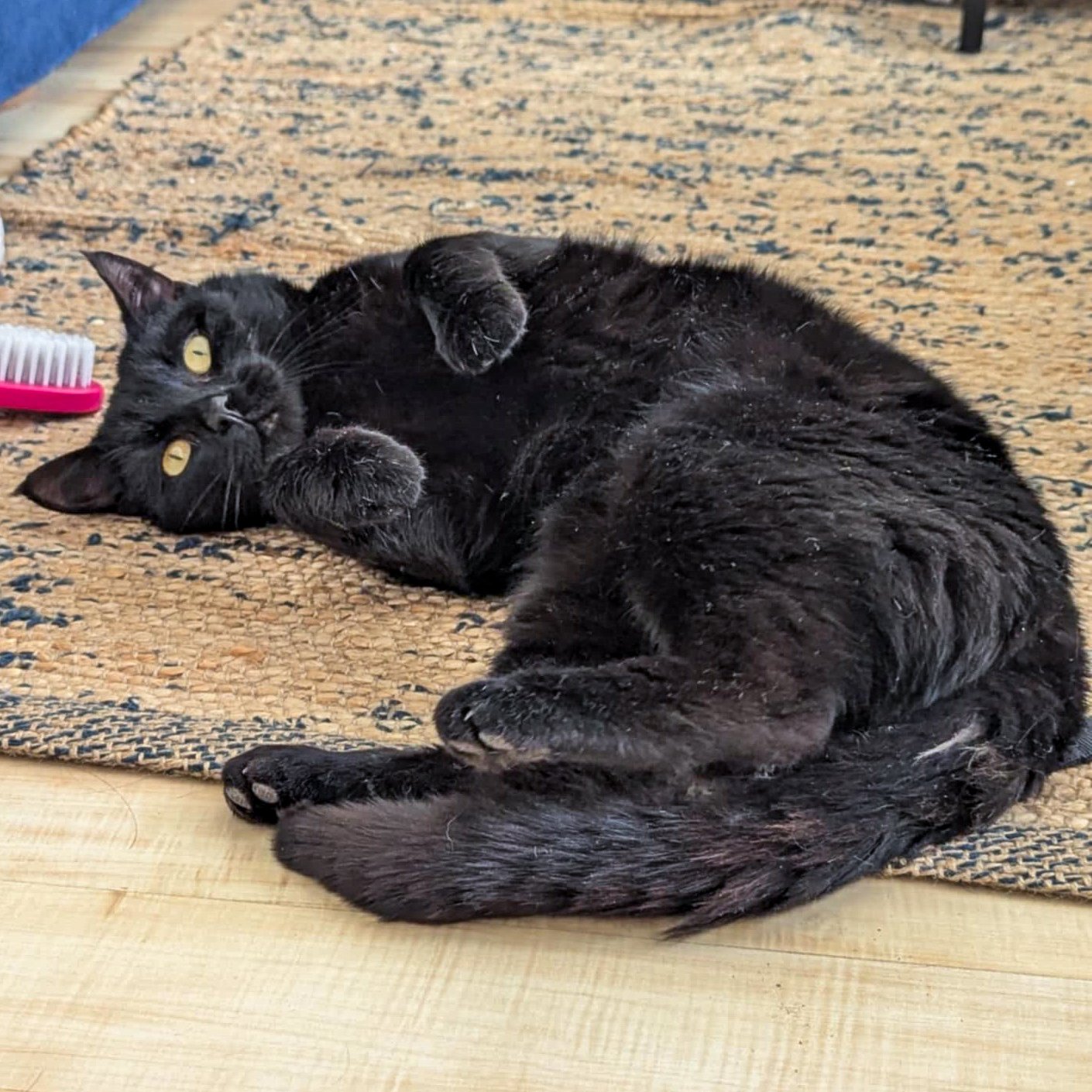 Adoption — Adopt a cat or foster a cat in London - Feline Friends London