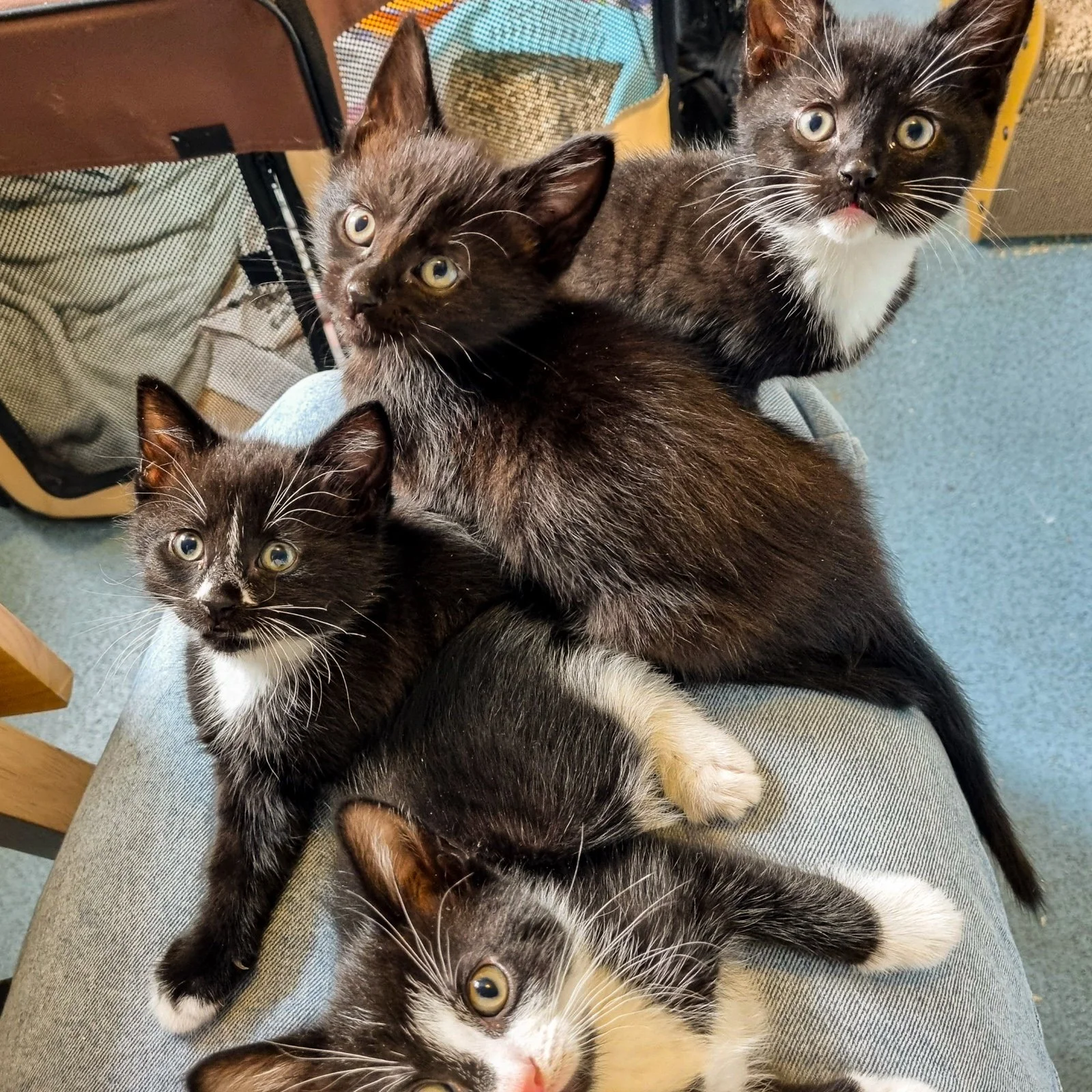 Adoption — Adopt a cat or foster a cat in London - Feline Friends London