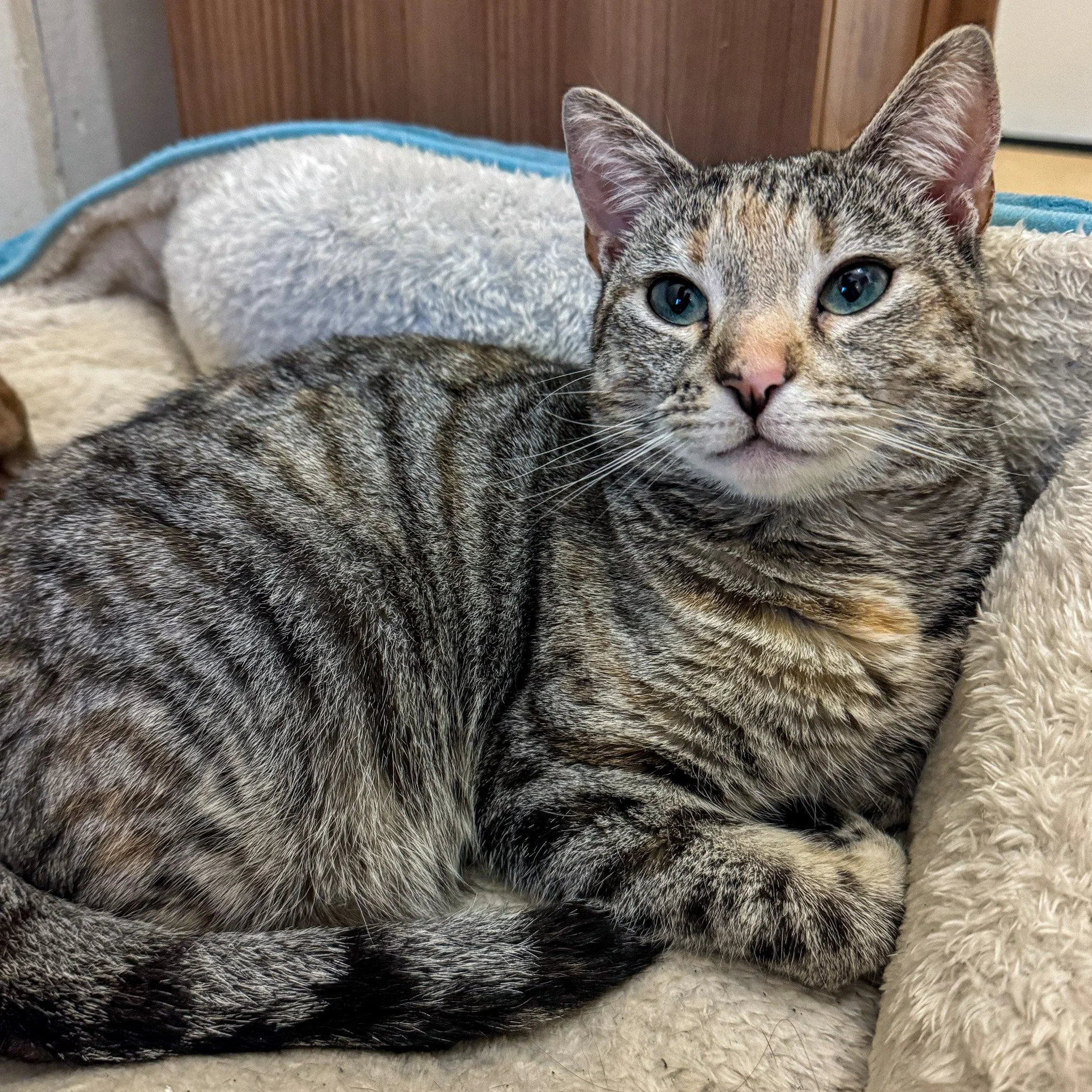 Adoption — Adopt a cat or foster a cat in London - Feline Friends London