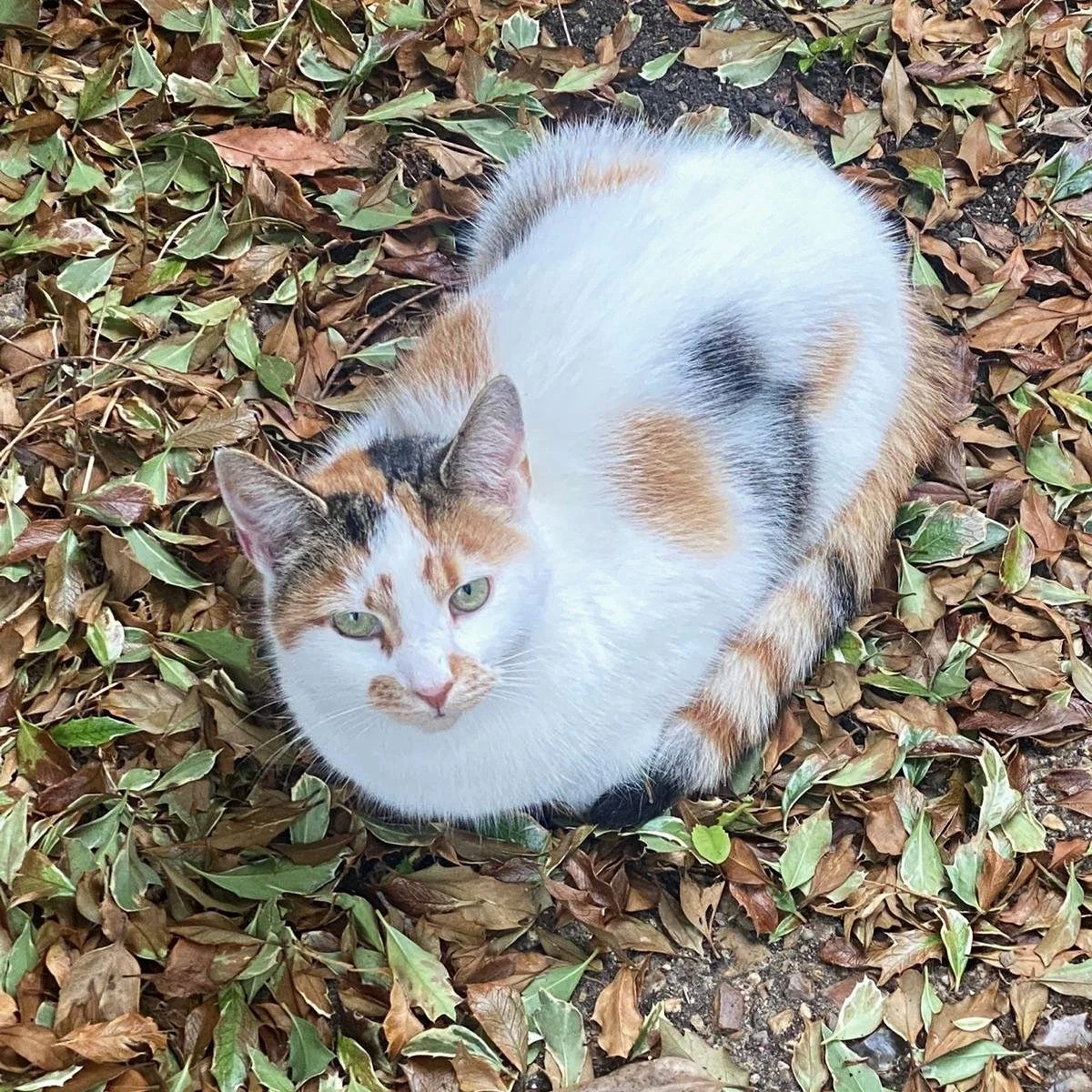 Adoption — Adopt a cat or foster a cat in London - Feline Friends London