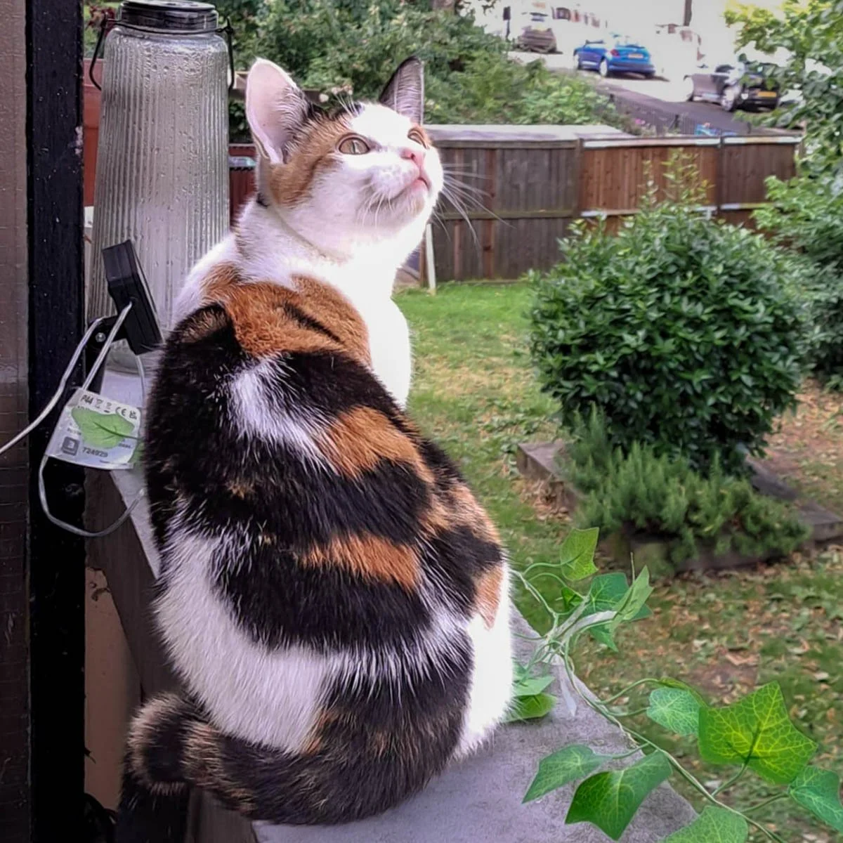 Adoption — Adopt a Cat or Foster a Cat in London - Feline Friends London
