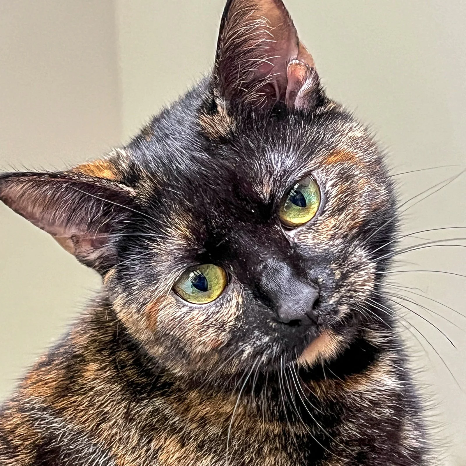 Adoption — Adopt a cat or foster a cat in London - Feline Friends London