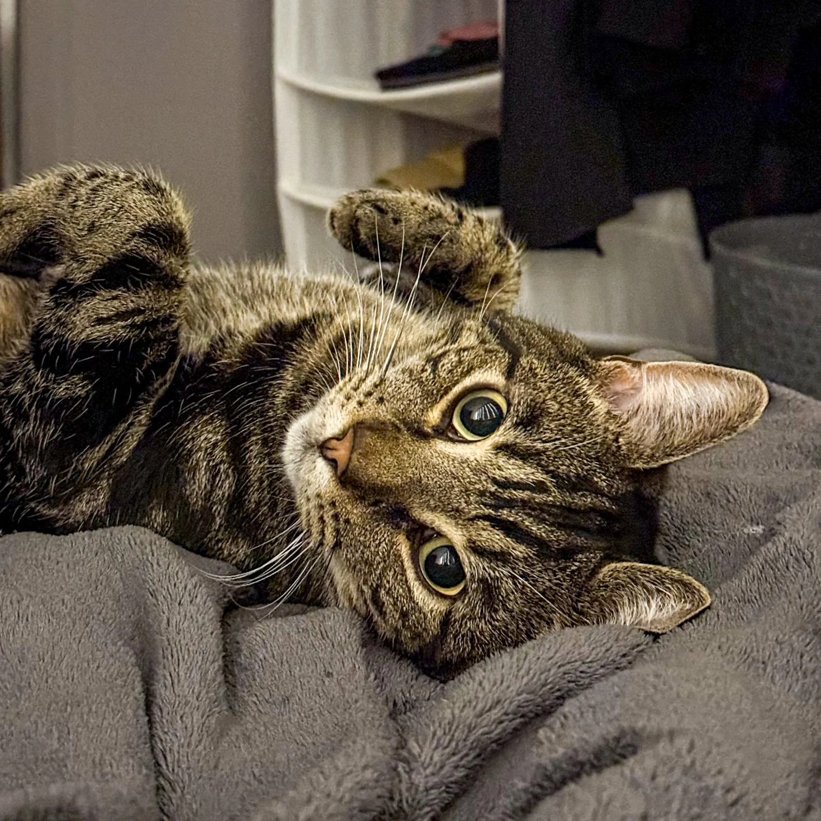 Adoption — Adopt a cat or foster a cat in London - Feline Friends London