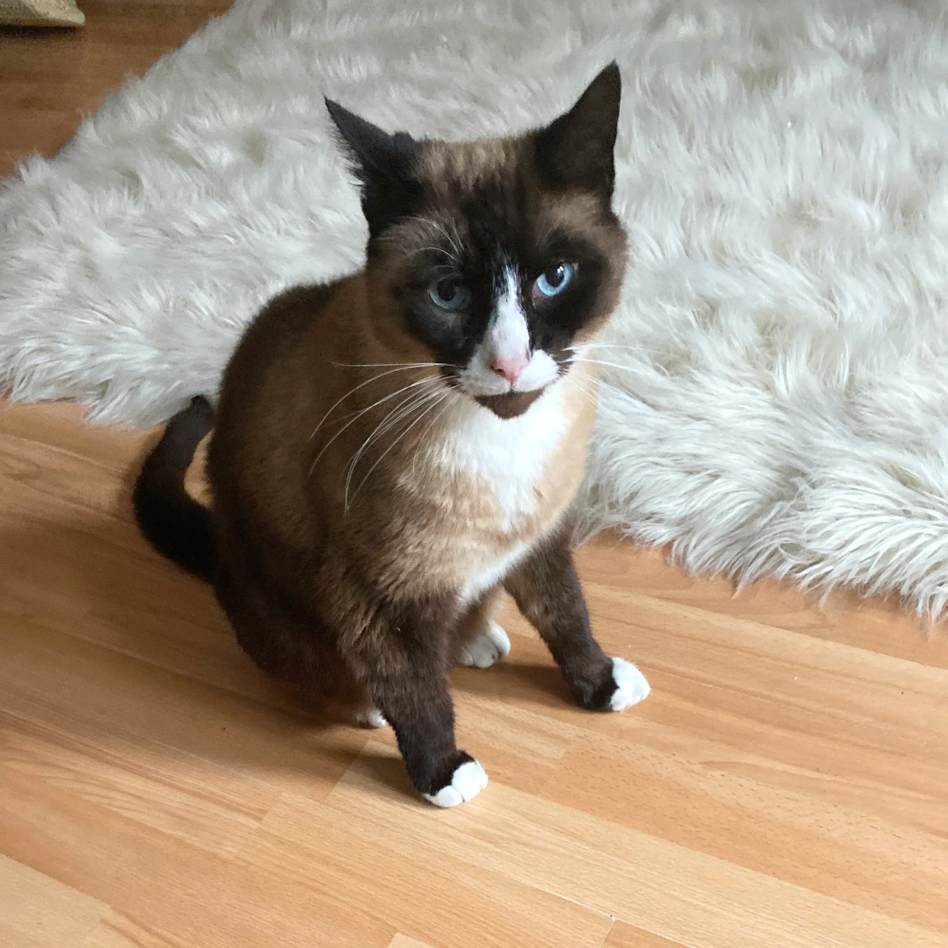 Adoption — Adopt a cat or foster a cat in London - Feline Friends London