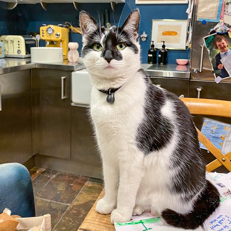 Adoption — Adopt a cat or foster a cat in London - Feline Friends London