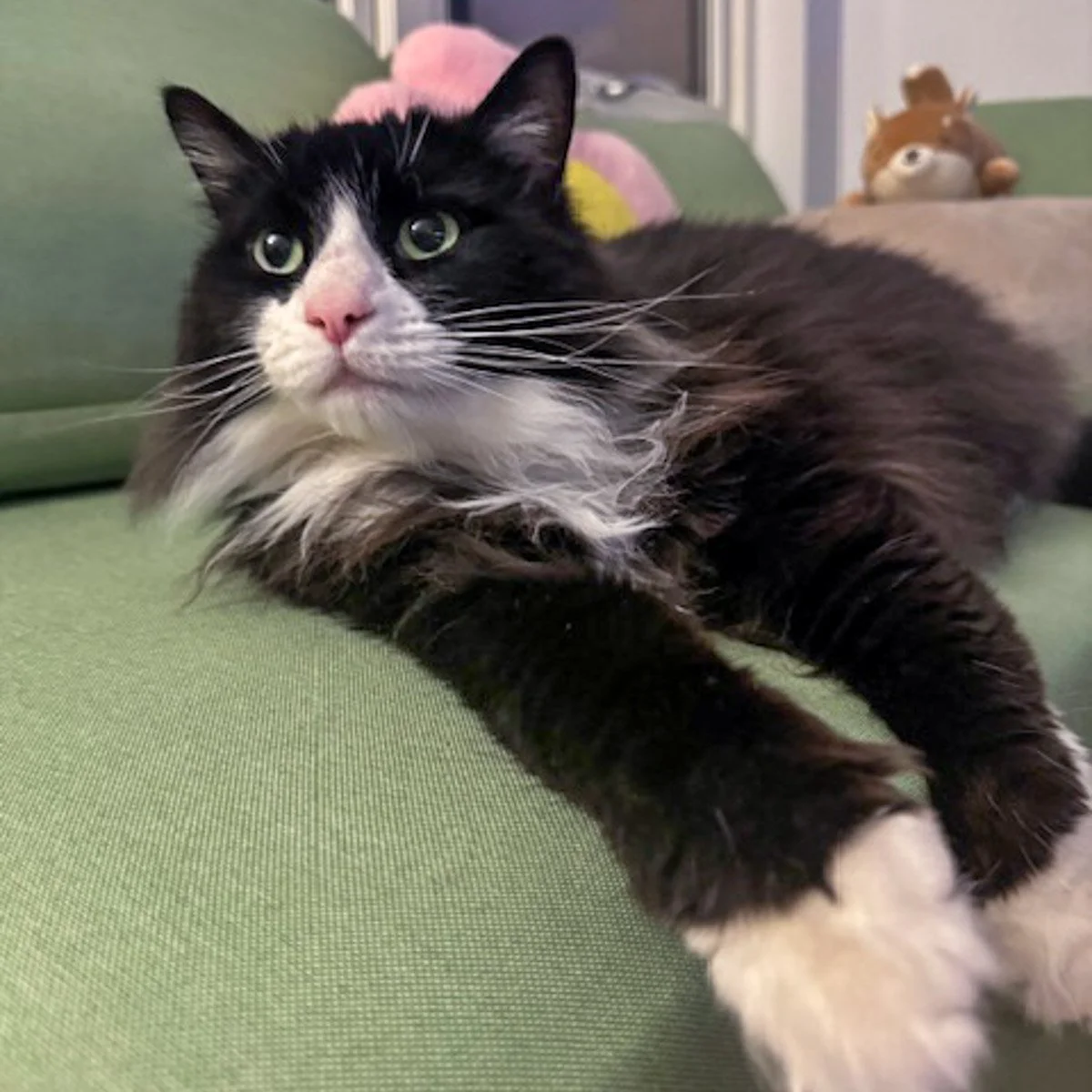 Adopt a cat or foster a cat in London - Feline Friends London