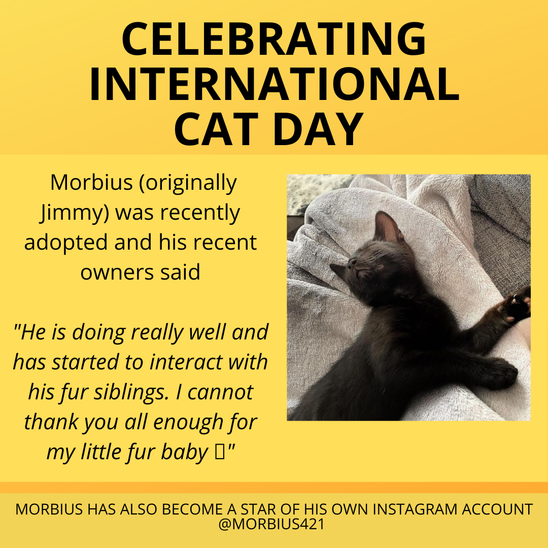 Latest News — Adopt a cat or foster a cat in London - Feline Friends London