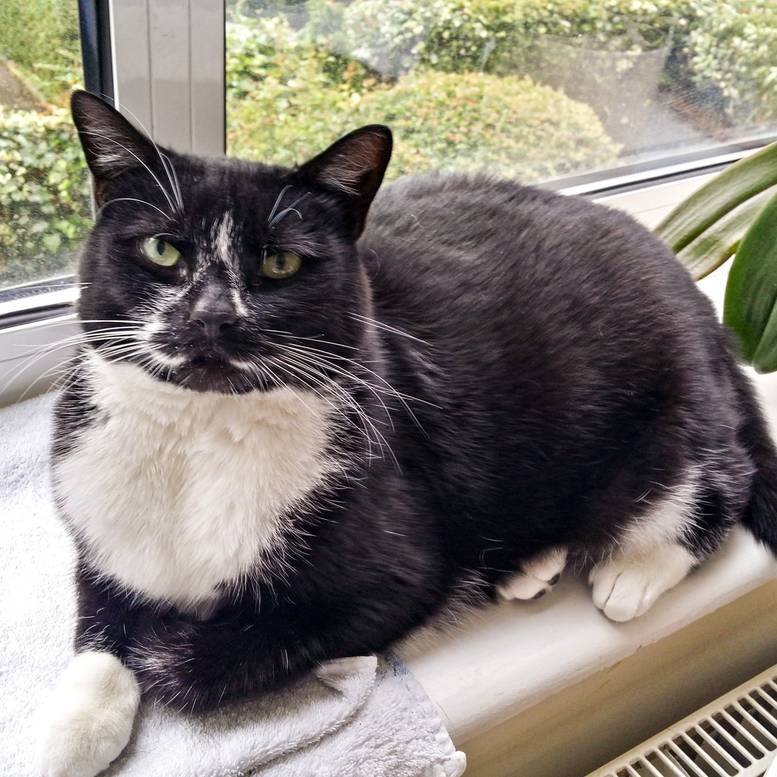 Adoption — Adopt a cat or foster a cat in London - Feline Friends London