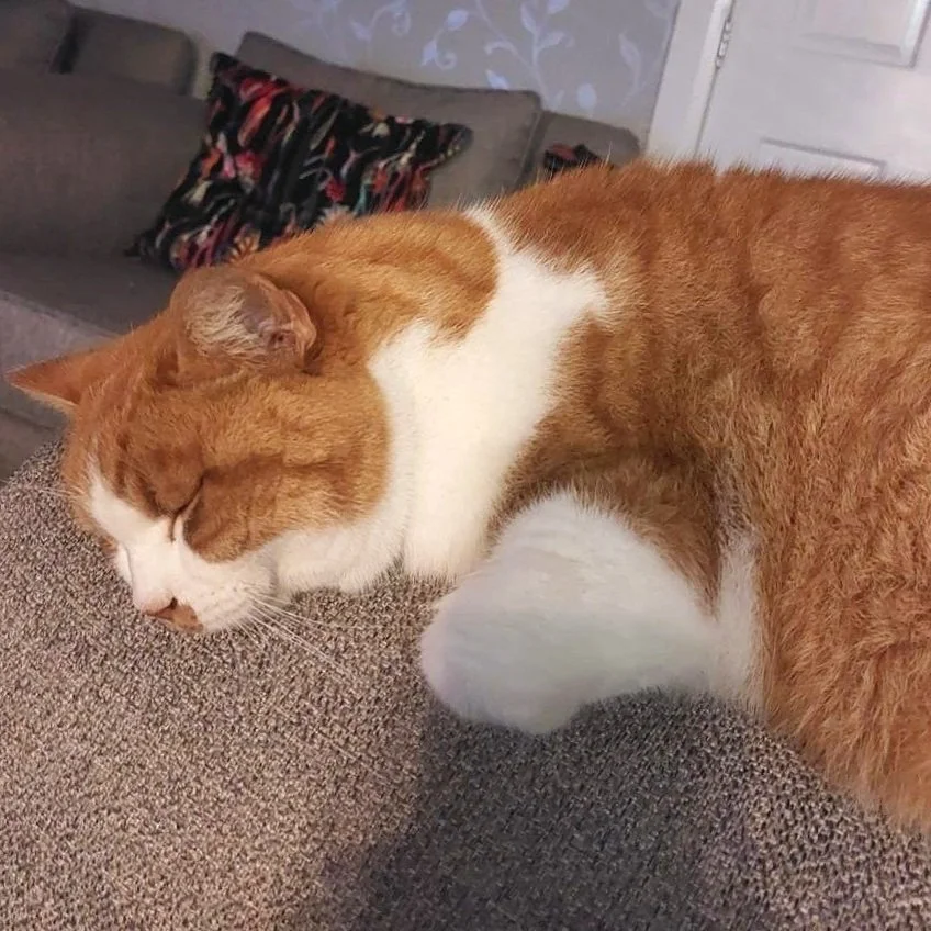 Adopt a cat or foster a cat in London - Feline Friends London