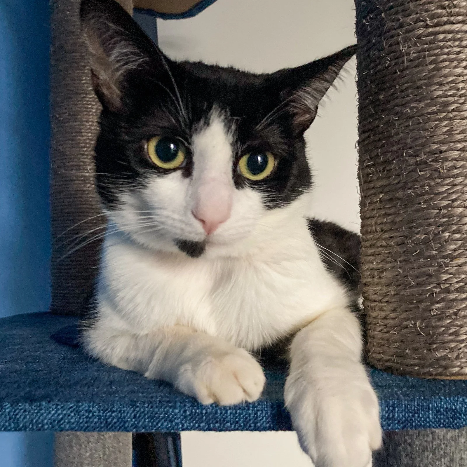 Adoption — Adopt a cat or foster a cat in London - Feline Friends London