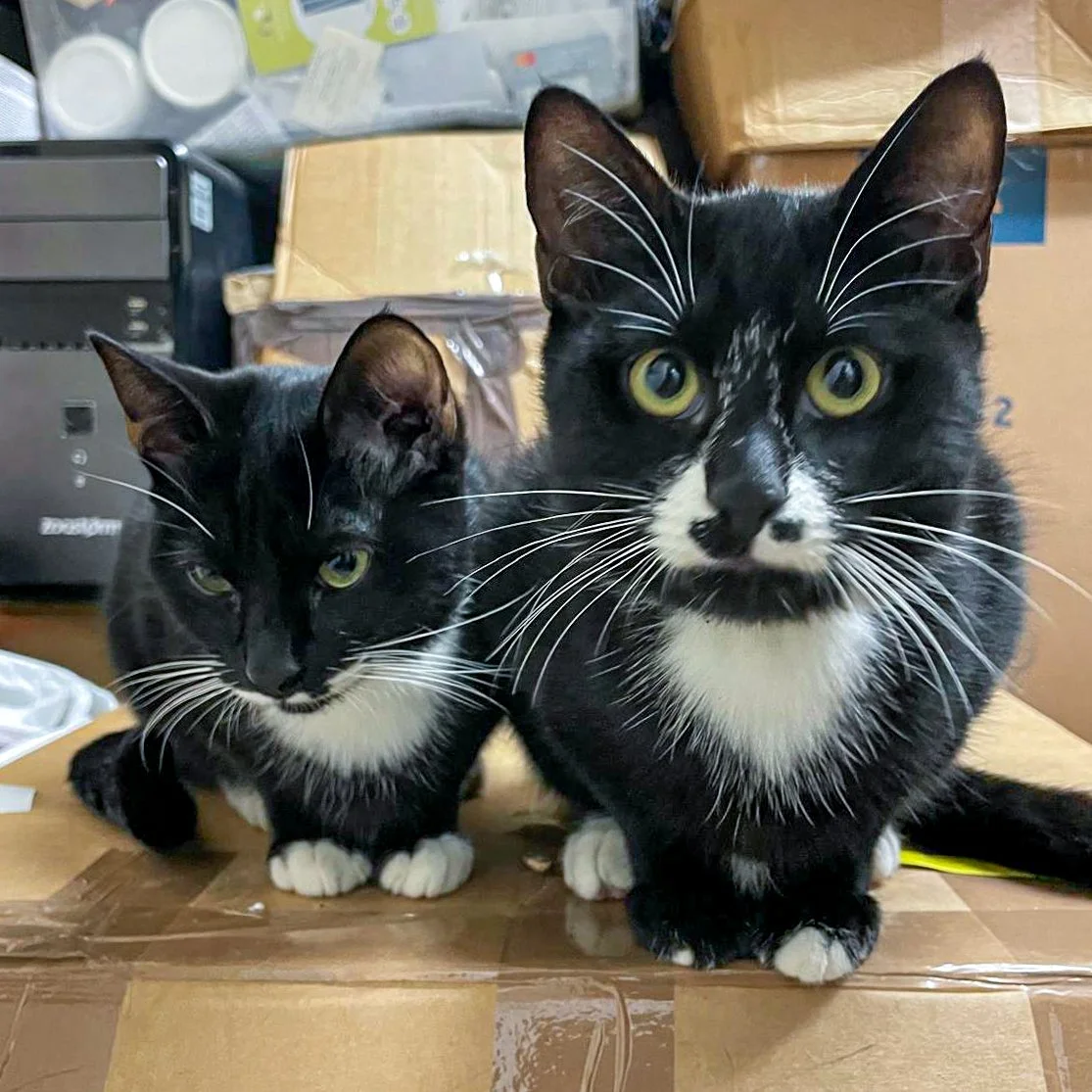 Adoption — Adopt a cat or foster a cat in London - Feline Friends London