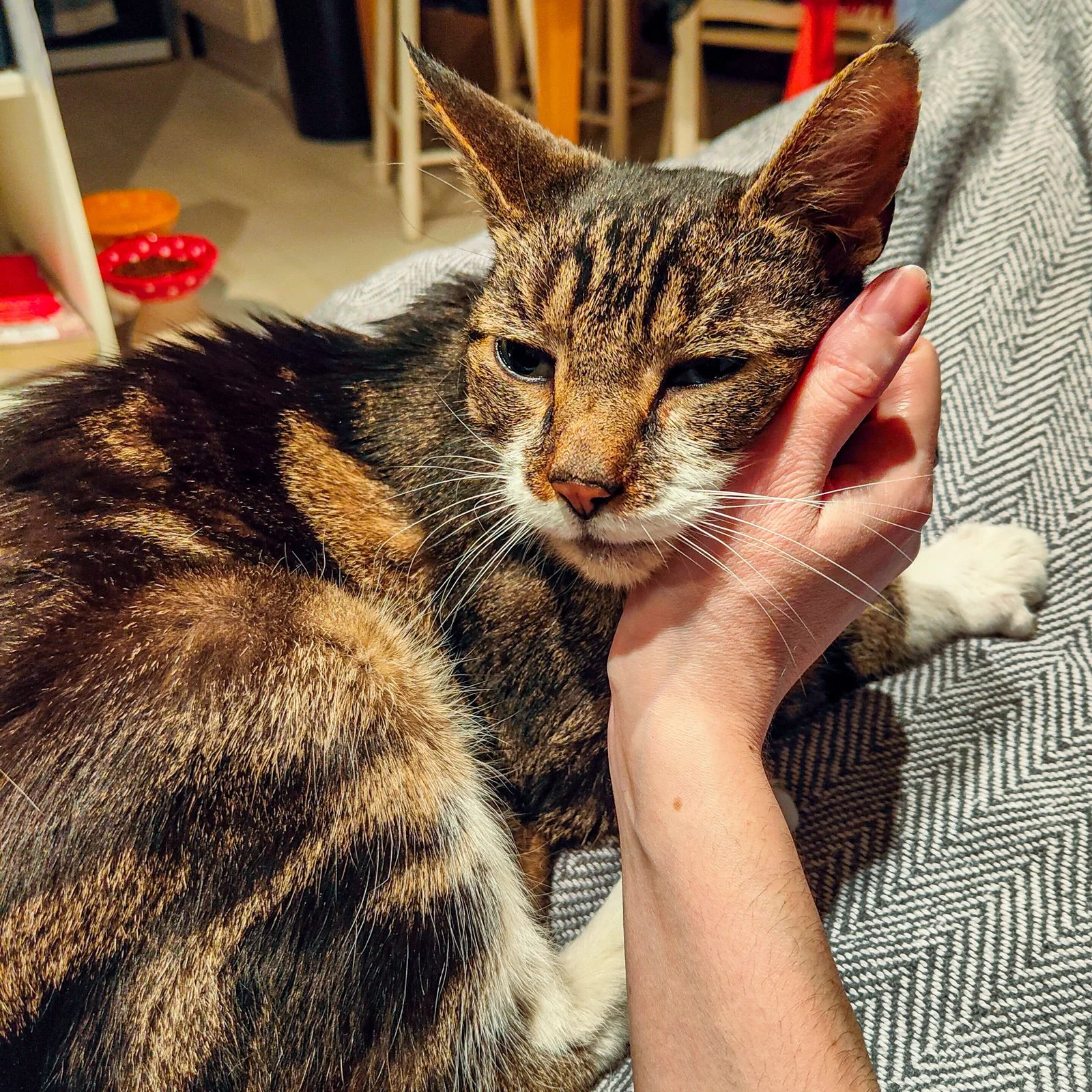 Adoption — Adopt a cat or foster a cat in London - Feline Friends London