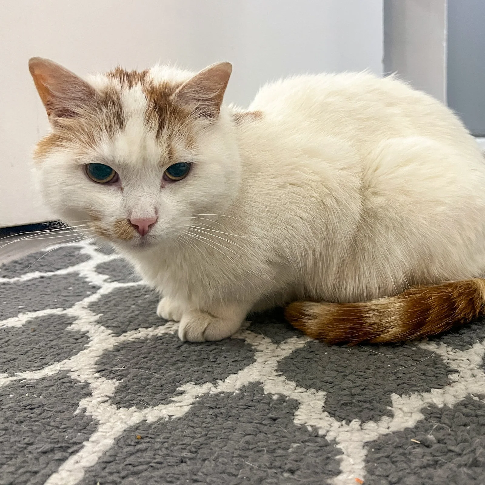 Adoption — Adopt a cat or foster a cat in London - Feline Friends London
