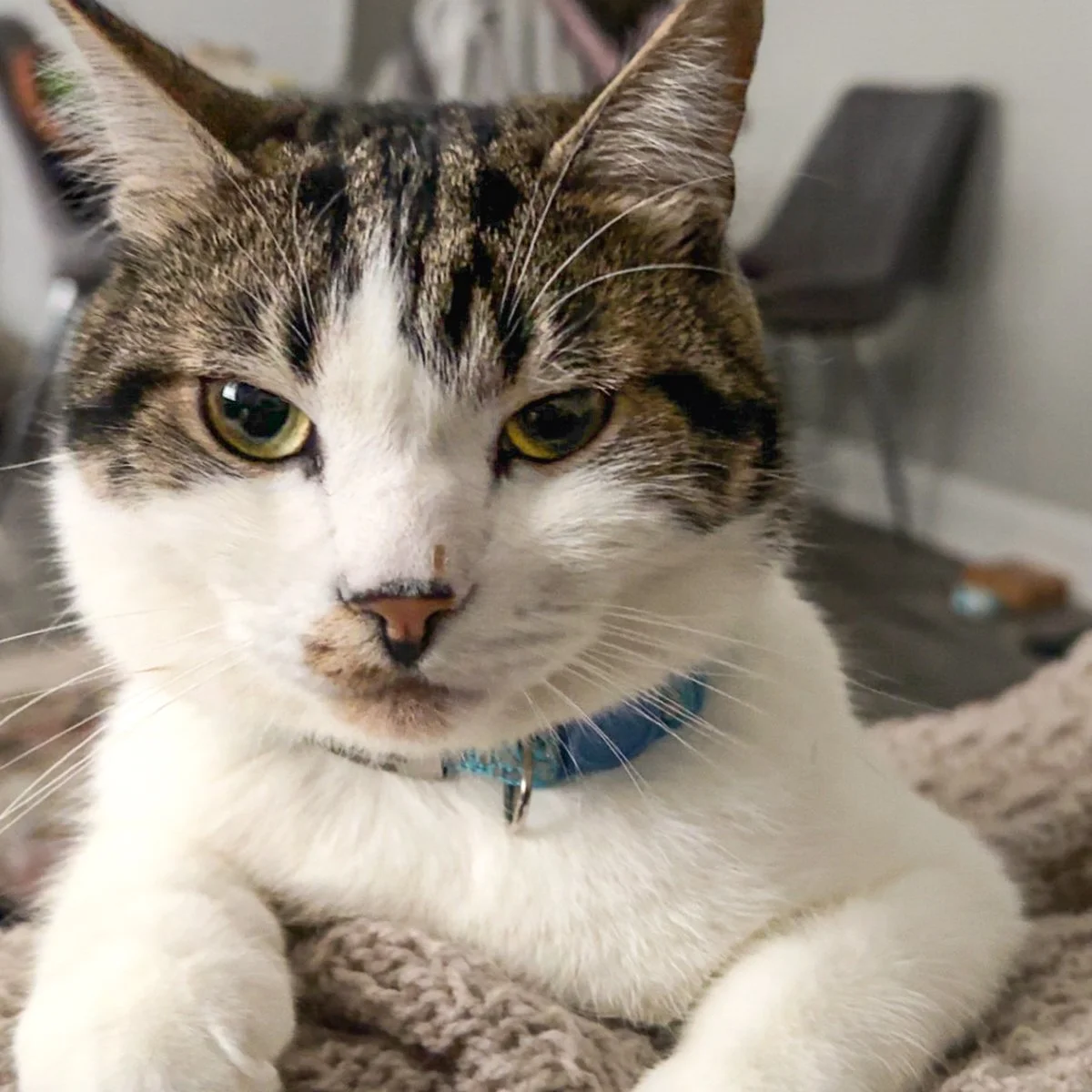 Adoption — Adopt a cat or foster a cat in London - Feline Friends London