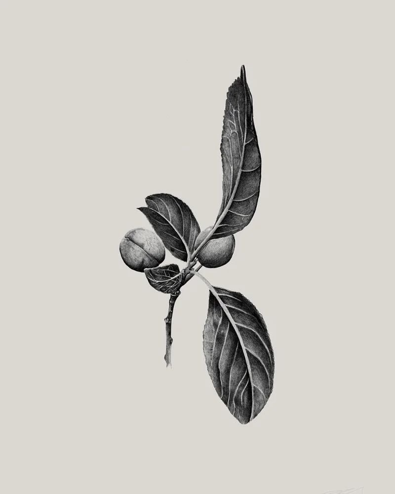 Pencil Drawing Print - Botanical Art on Fine Art Paper — SAM SCALES ...