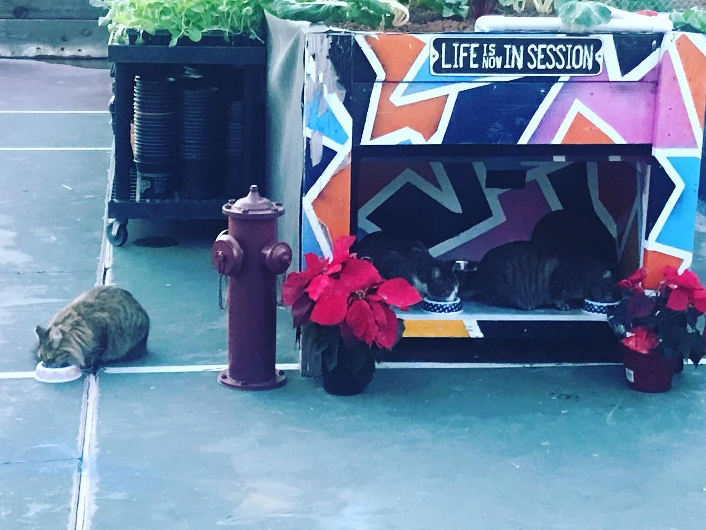 Abraxas Garden & Kitchen