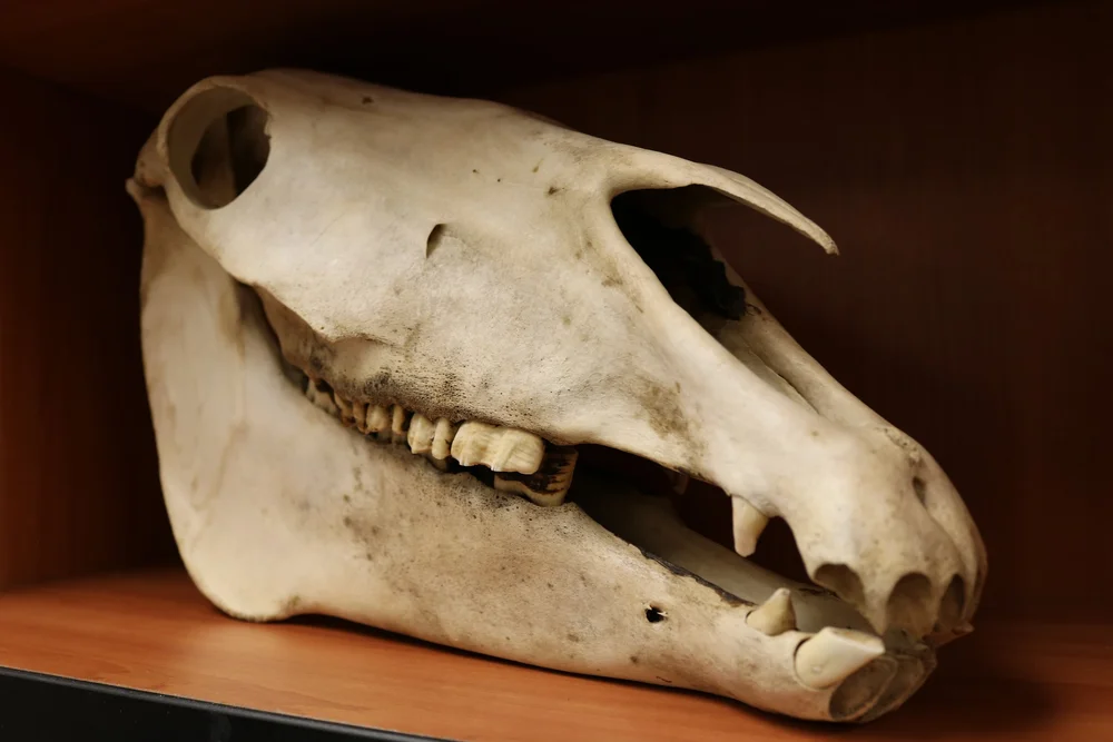 Saint Mary’s students research Sable Island horse skulls | SMU News and ...