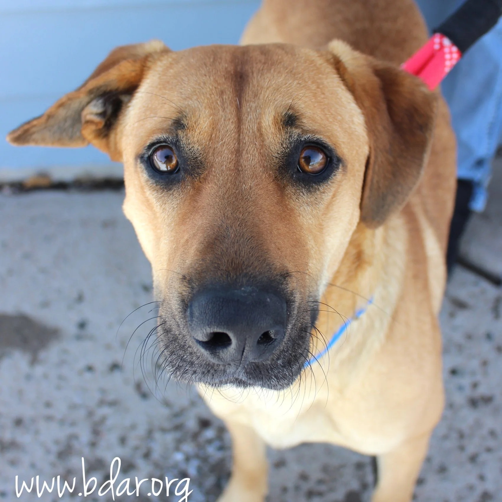 Unique Programs — Black Dog Animal Rescue