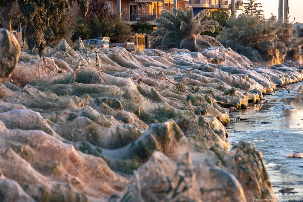 The Aitoliko Spiderweb, Greece (Photography) - Alexandros Maragos