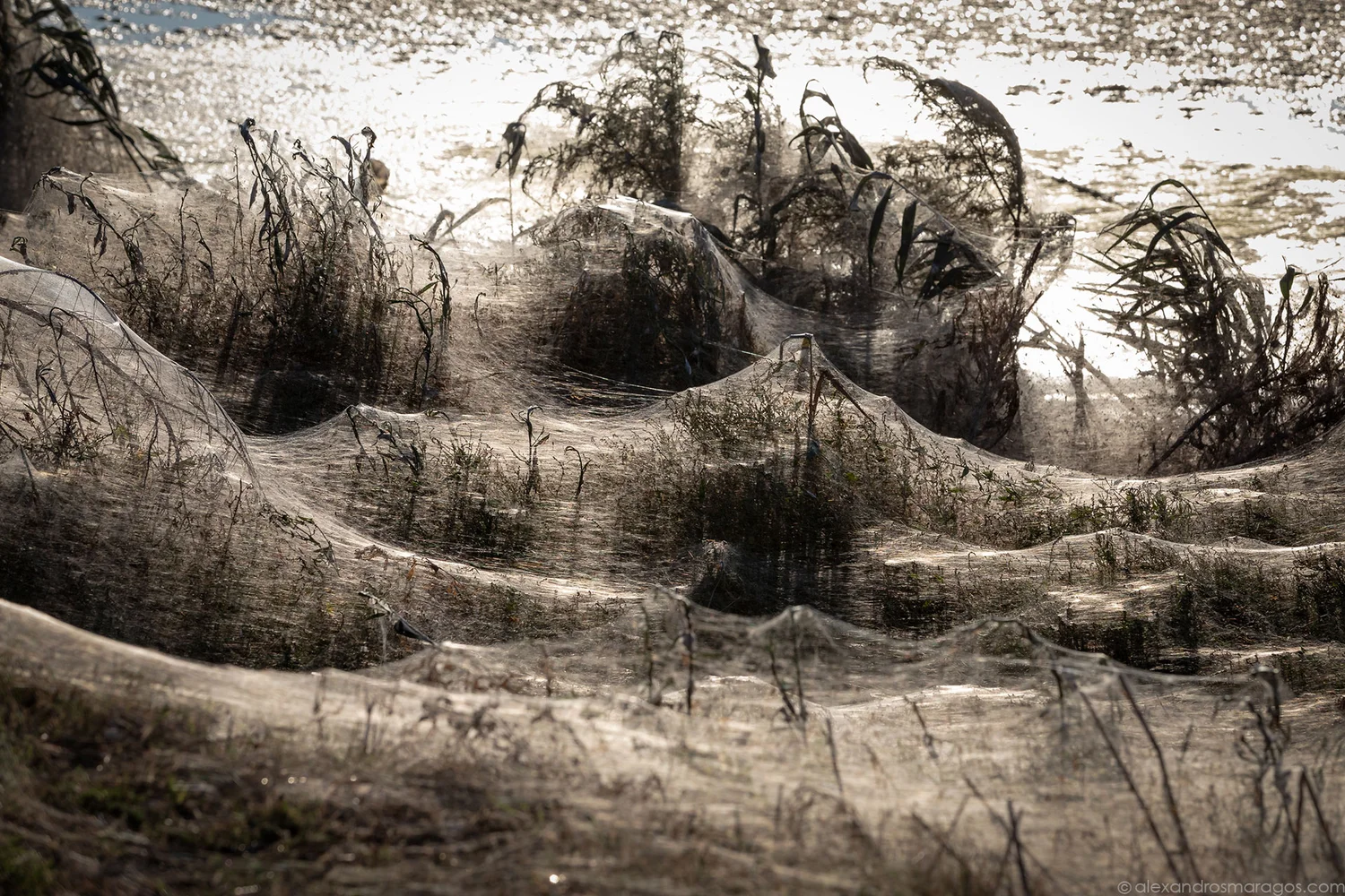 The Aitoliko Spiderweb, Greece (Photography) - Alexandros Maragos