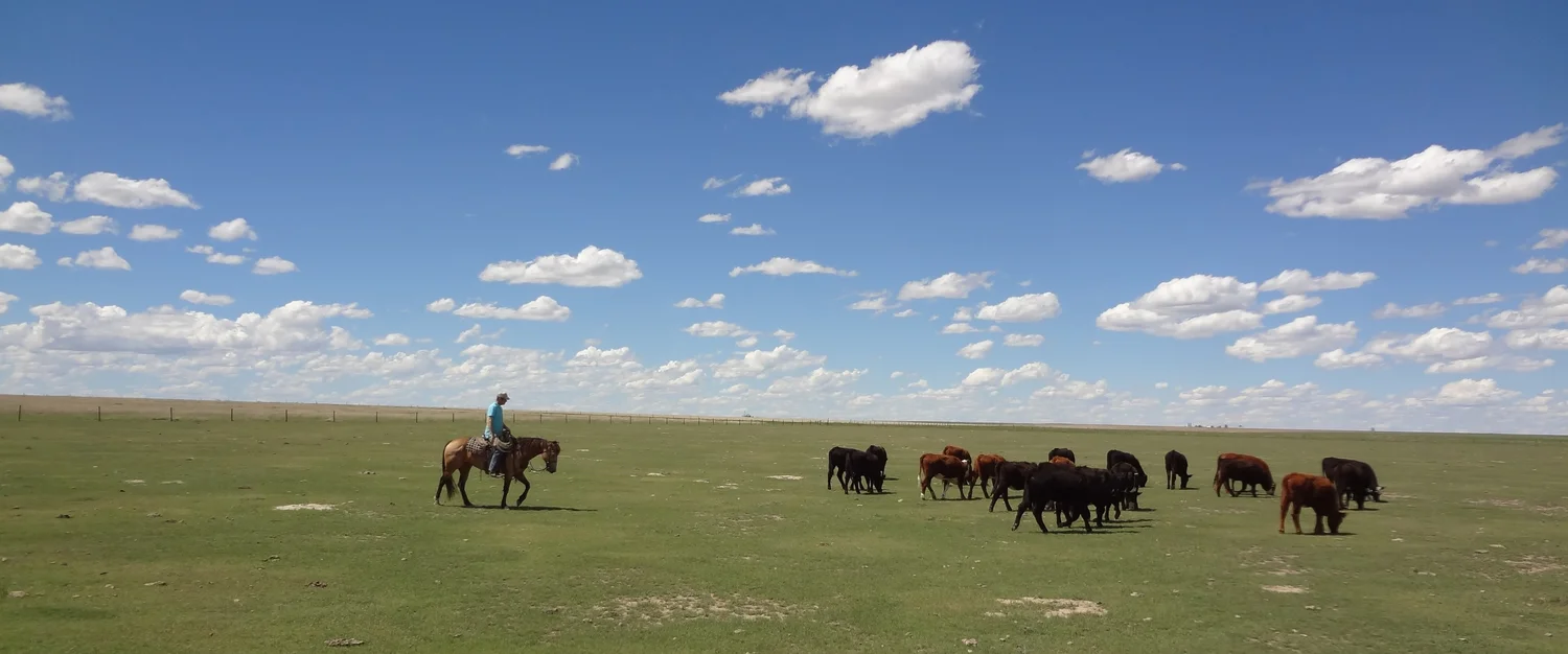 Perry Quarter Horses