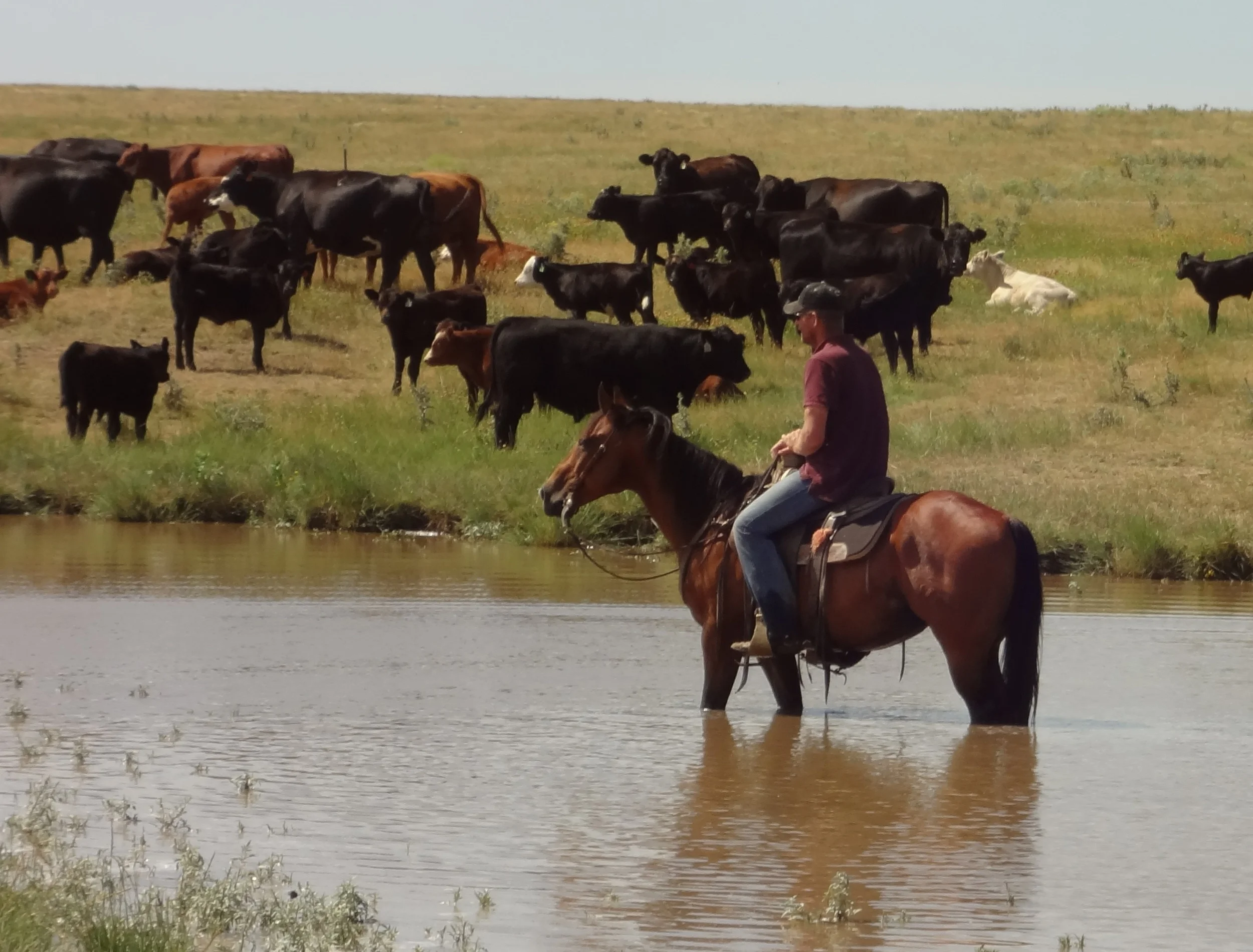Perry Quarter Horses