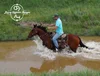 Perry Quarter Horses