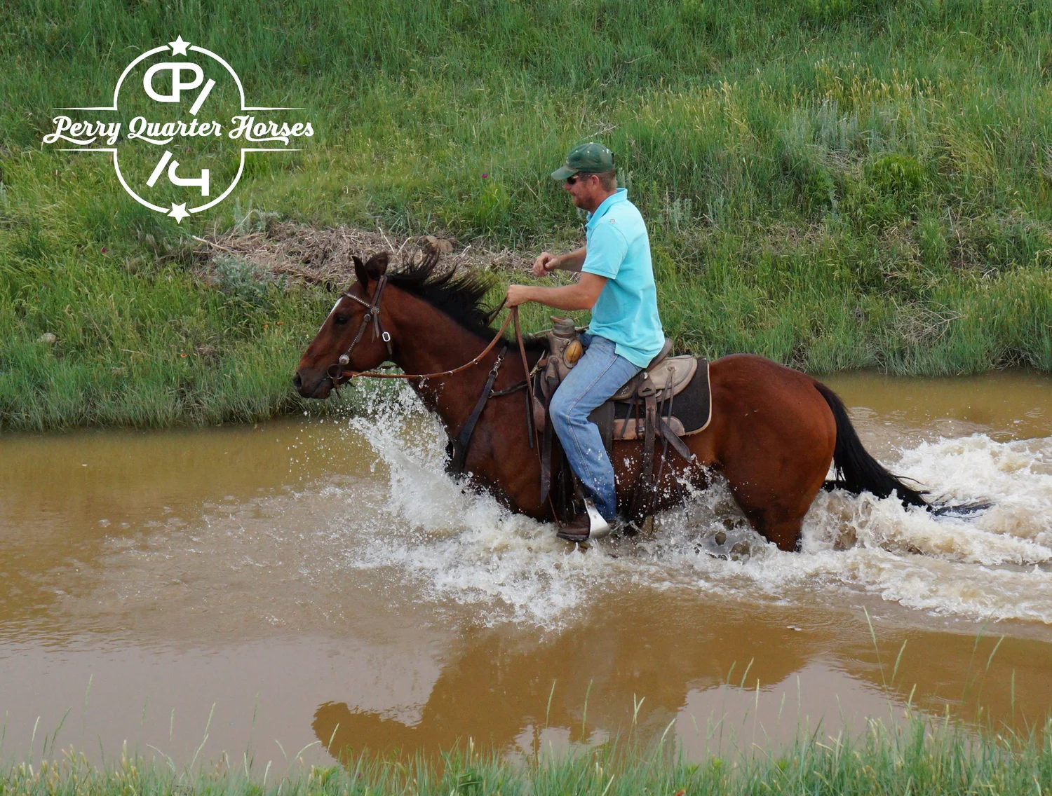 Perry Quarter Horses