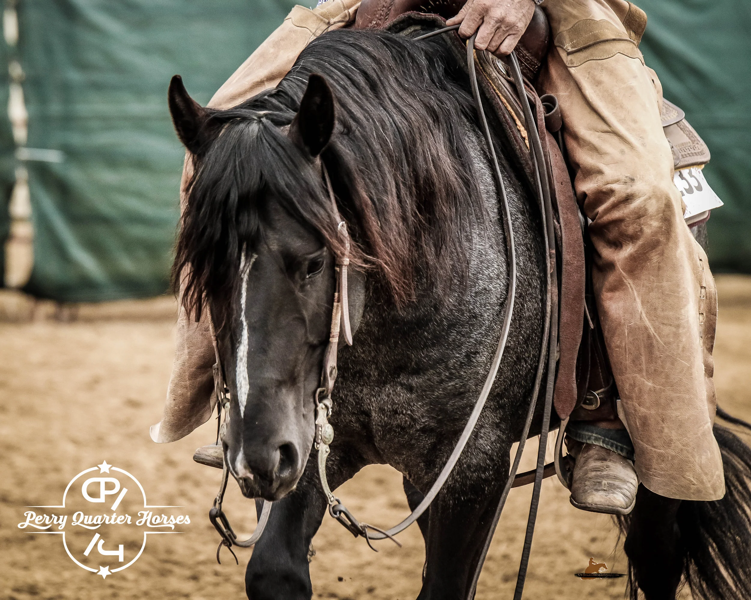 Perry Quarter Horses