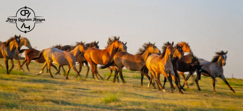 Perry Quarter Horses