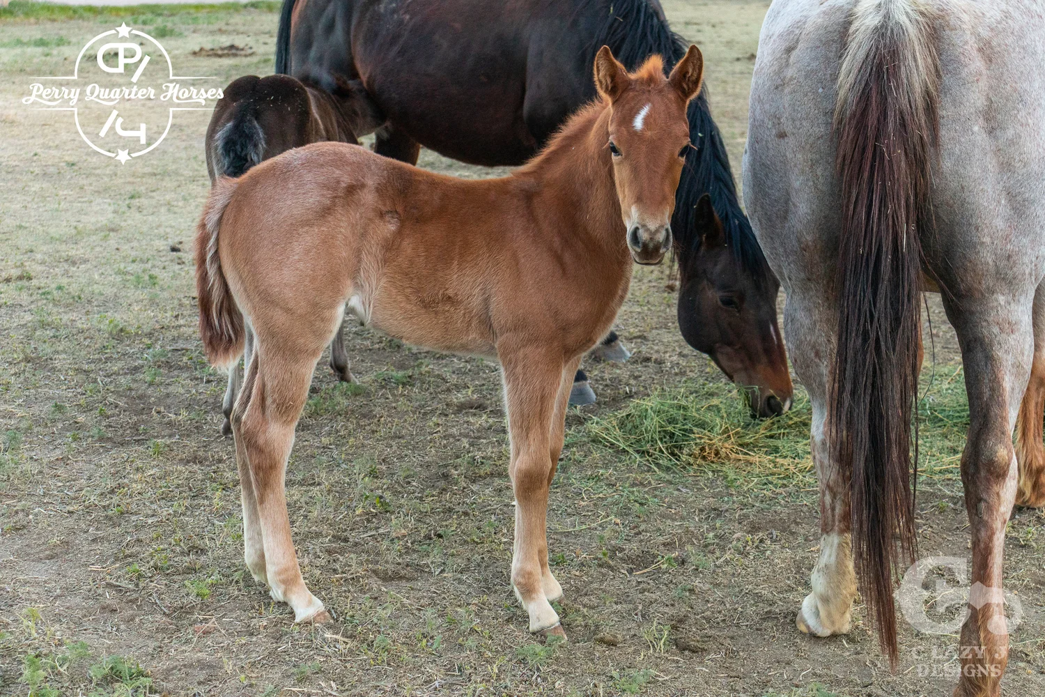 Baby Quarter Horse Foals