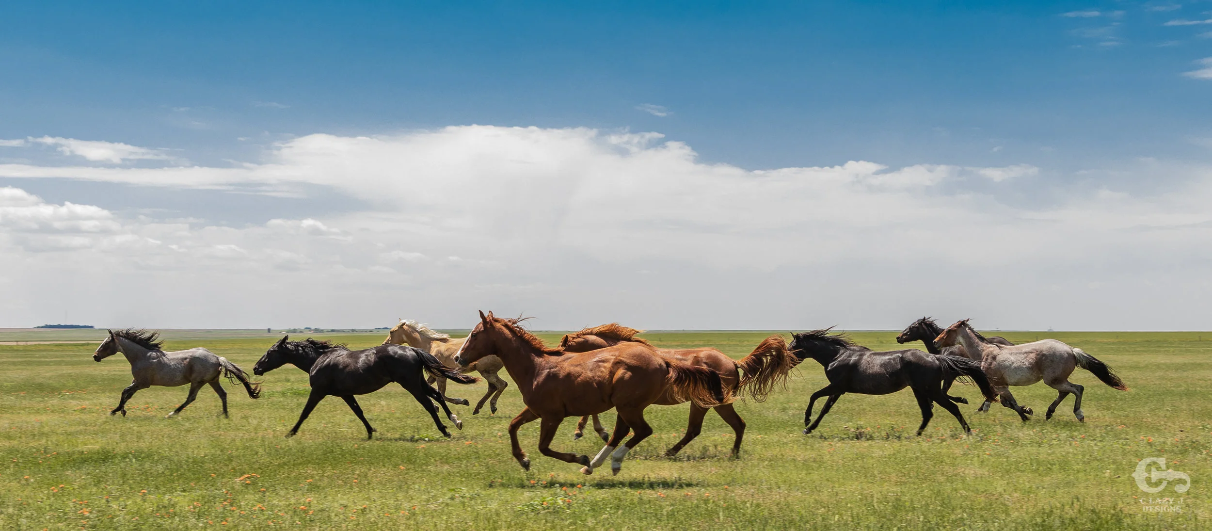 Perry Quarter Horses