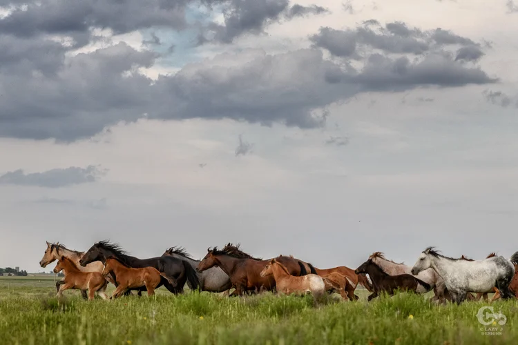 Perry Quarter Horses
