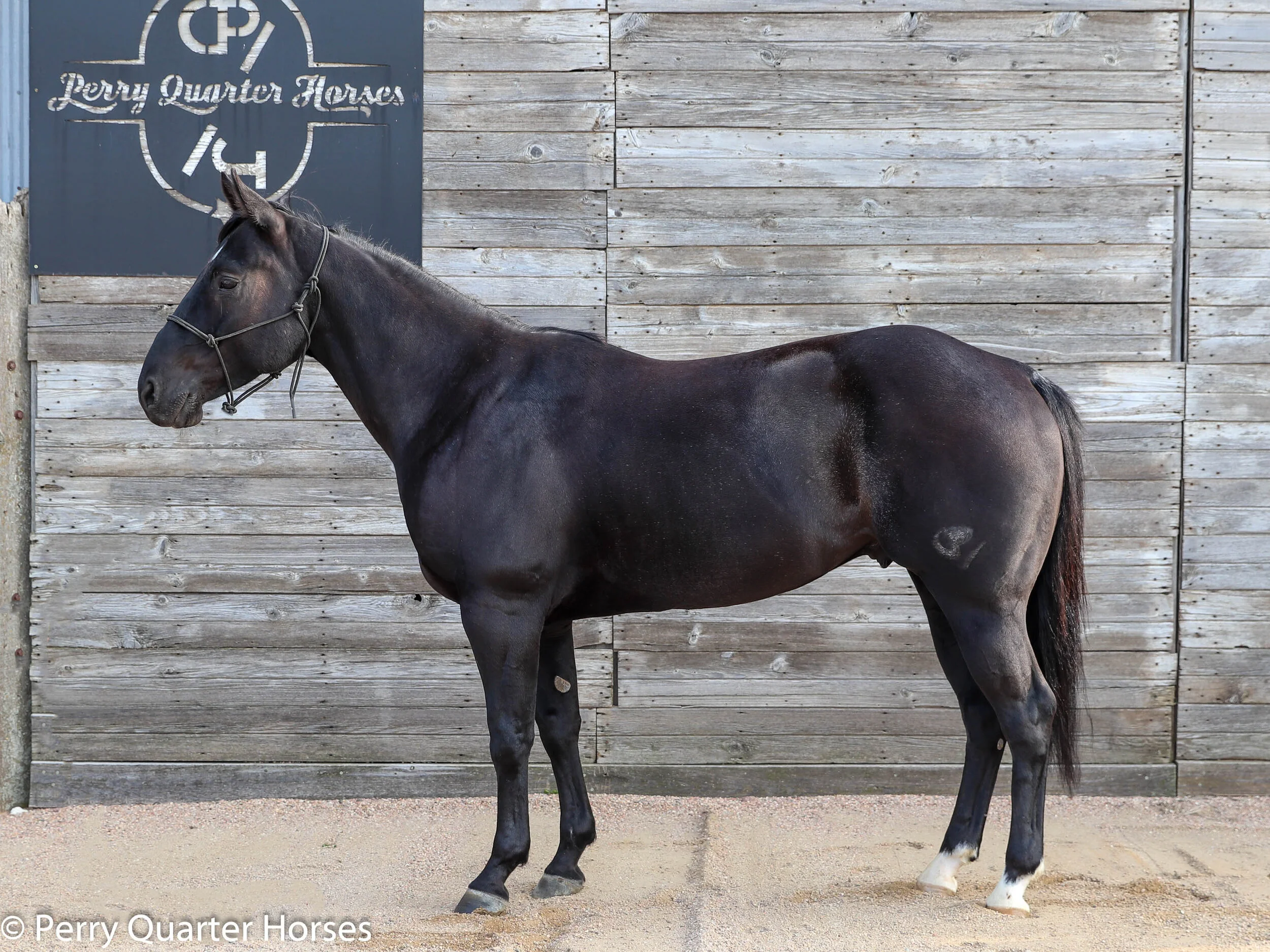 Black Quarter Horses Geldings