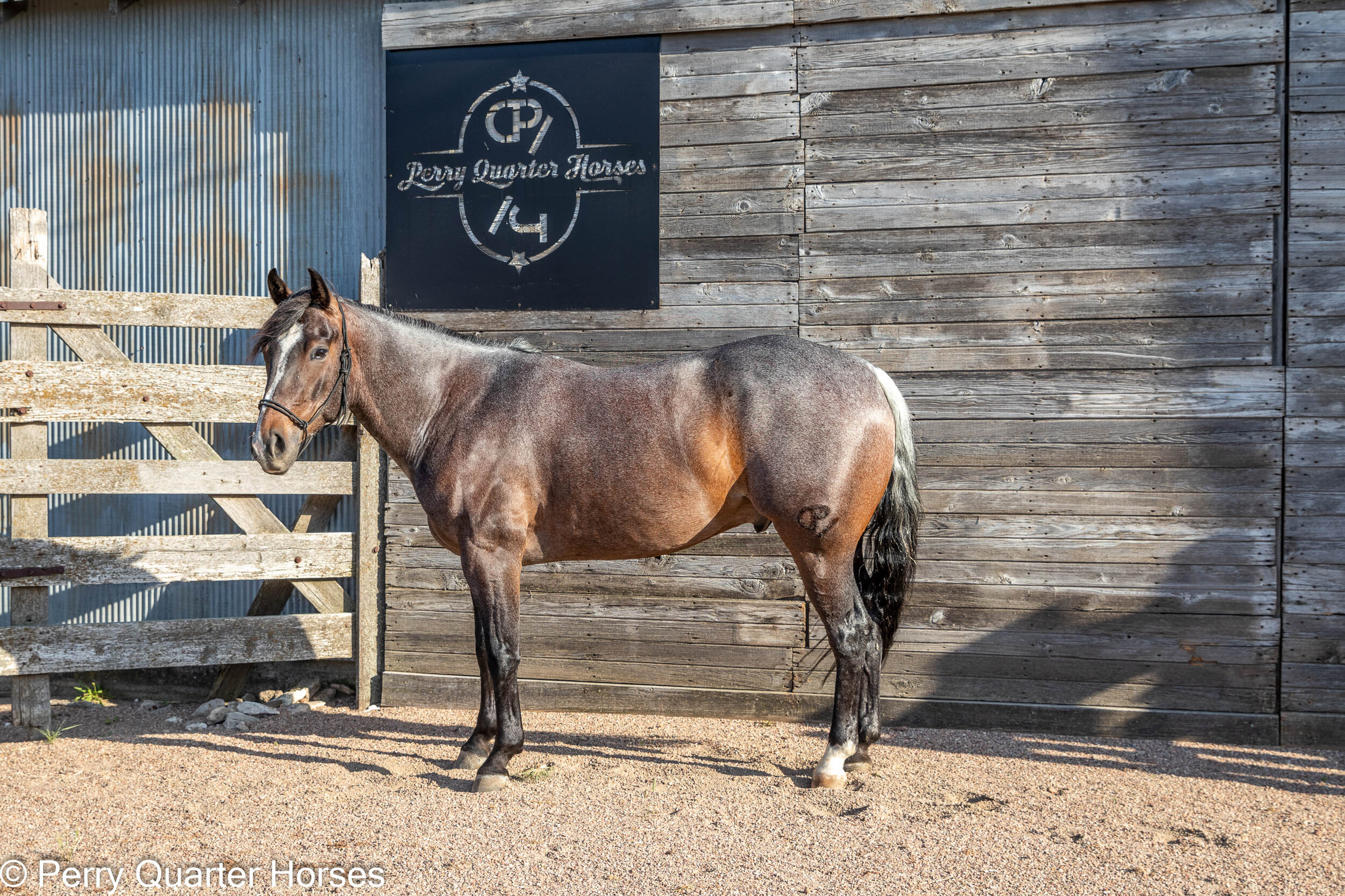 Quarter Horse Bay Roan