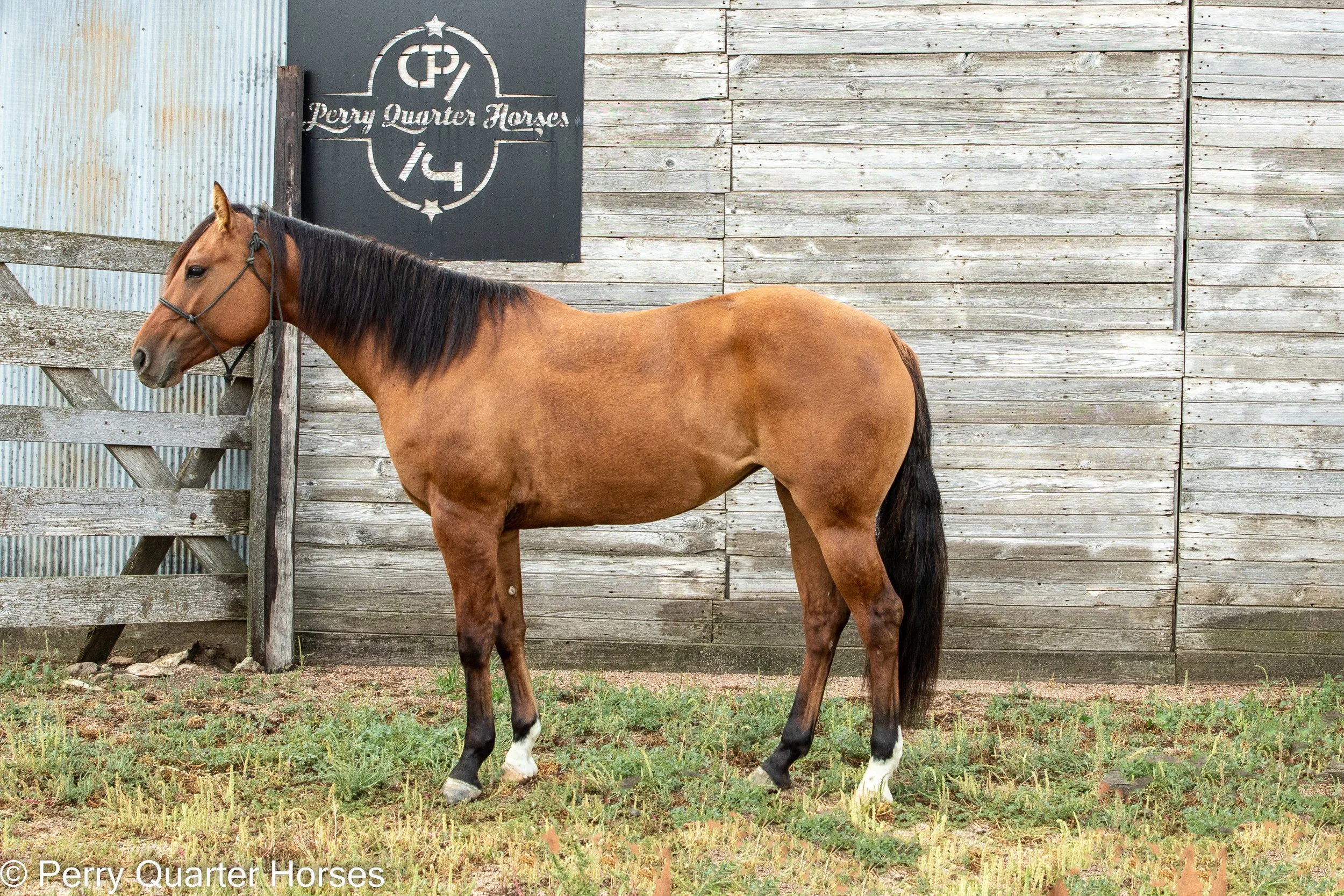 Quarter Horse Bay