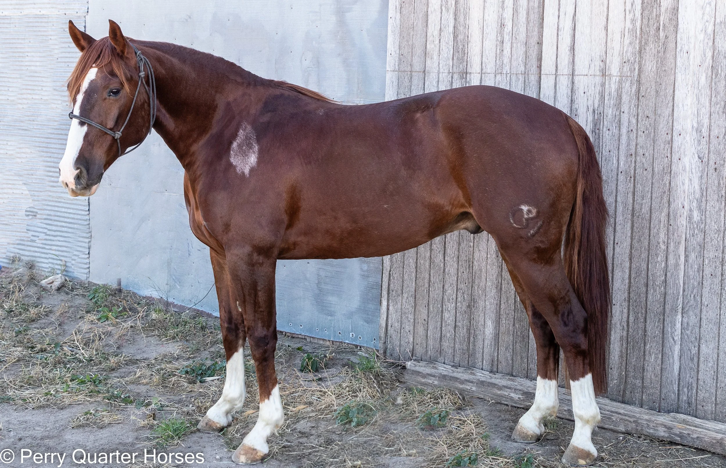 Chestnut Quarter Horse