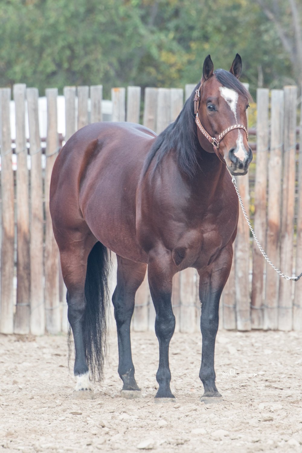 Spook N Boon — Perry Quarter Horses