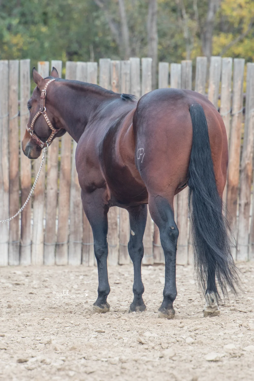 Spook N Boon — Perry Quarter Horses