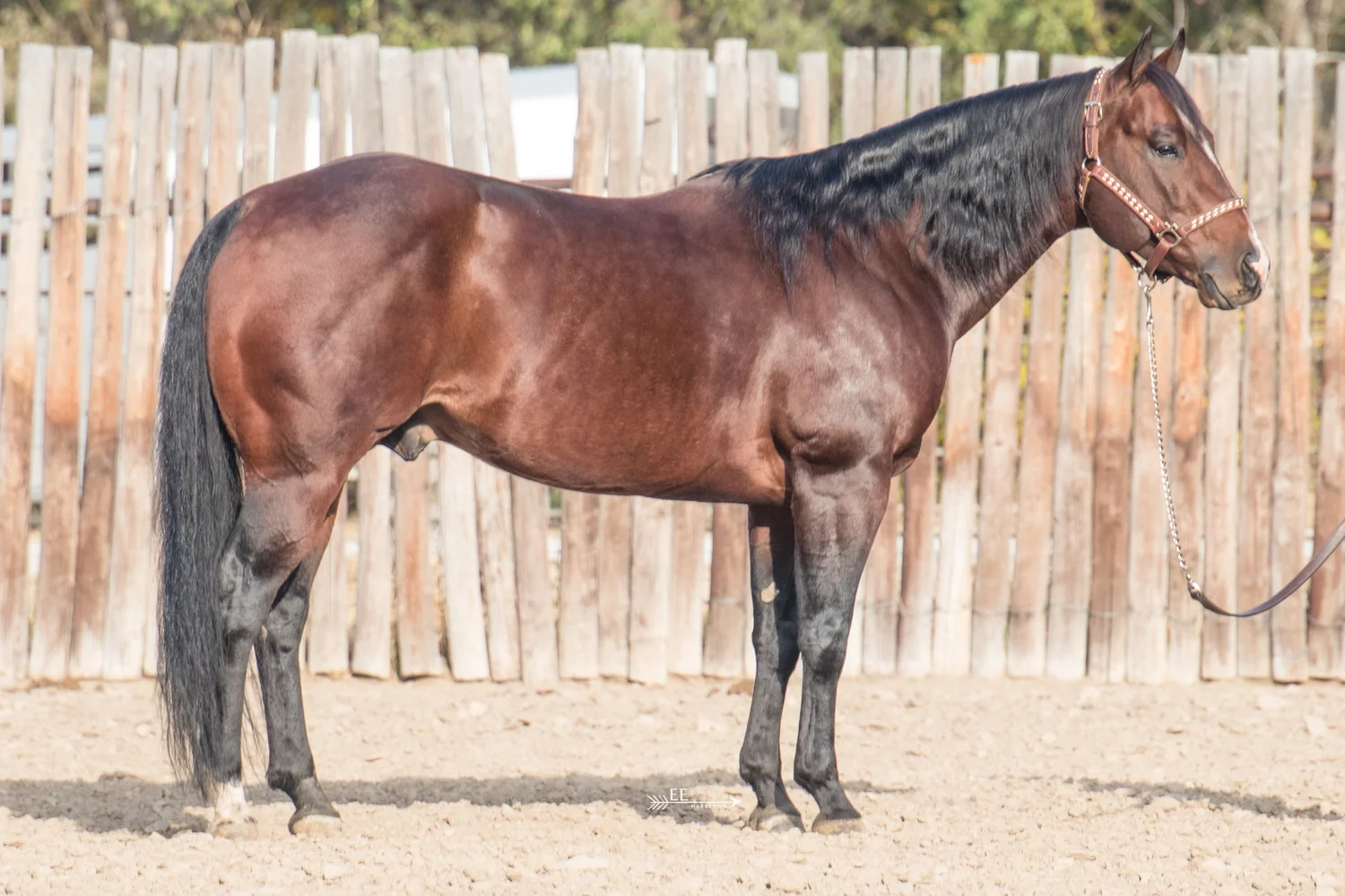 Spook N Boon — Perry Quarter Horses